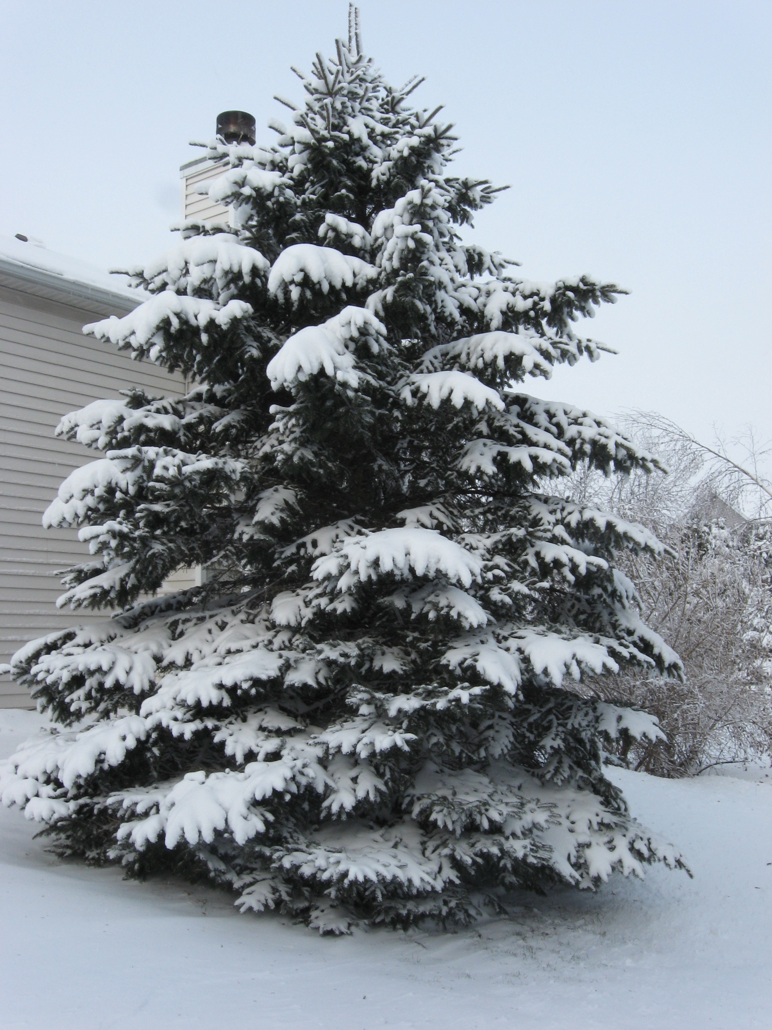 Tree Pine Snow free image download