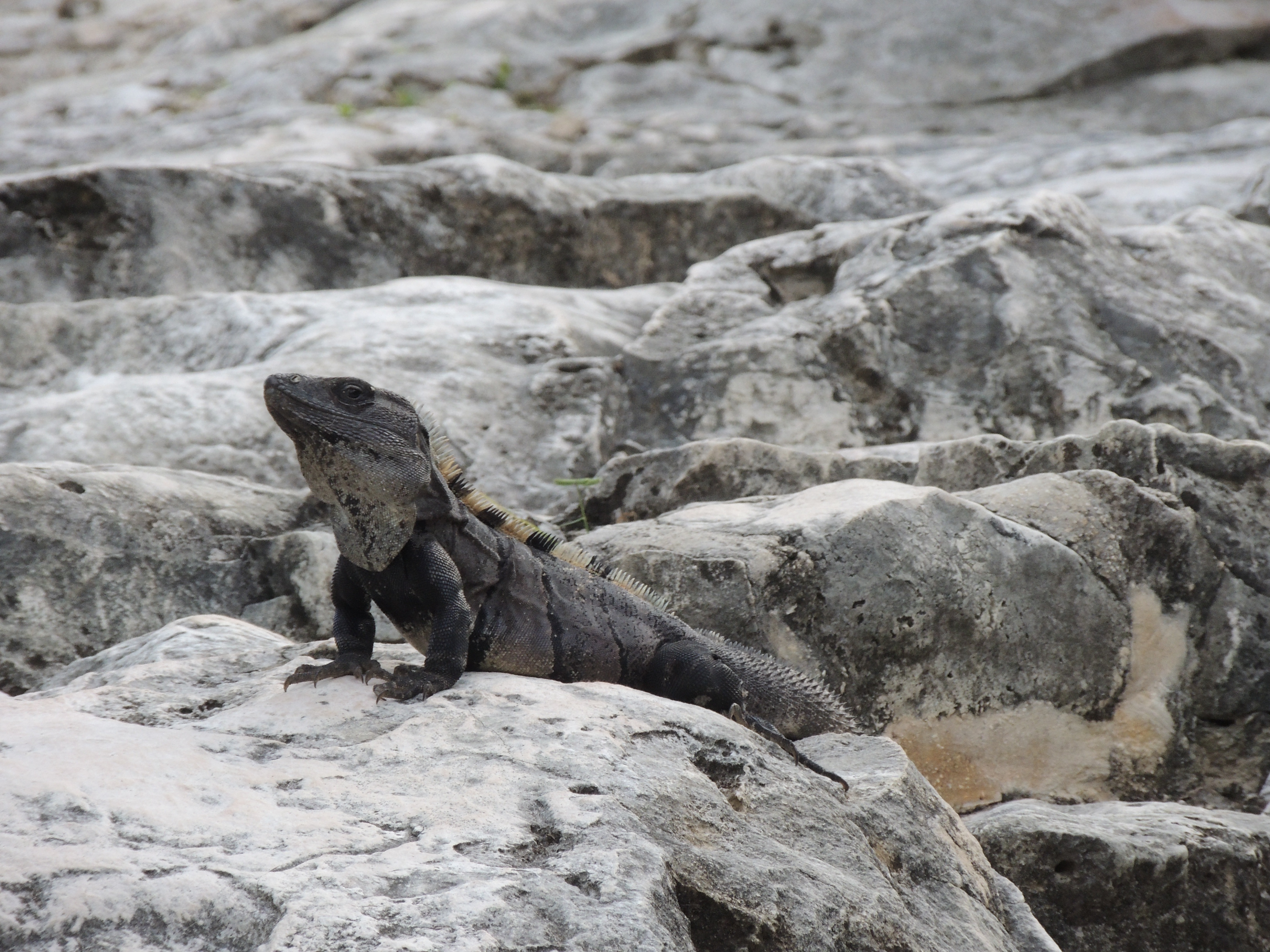 Mexico Fauna Reptile free image download