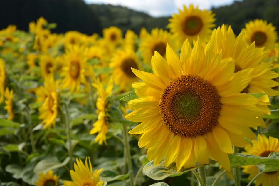 Sunflower Hokkaido free image download
