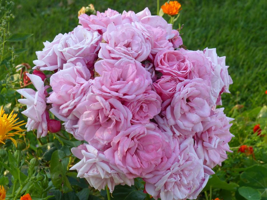Roses Pink Summer free image download