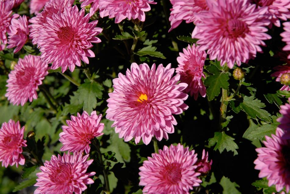 Purple Mums Vibrant free image download