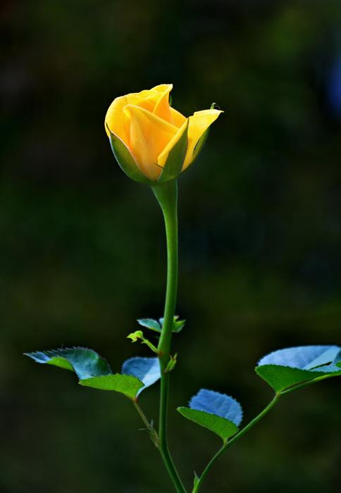 Rose Yellow Roses free image download