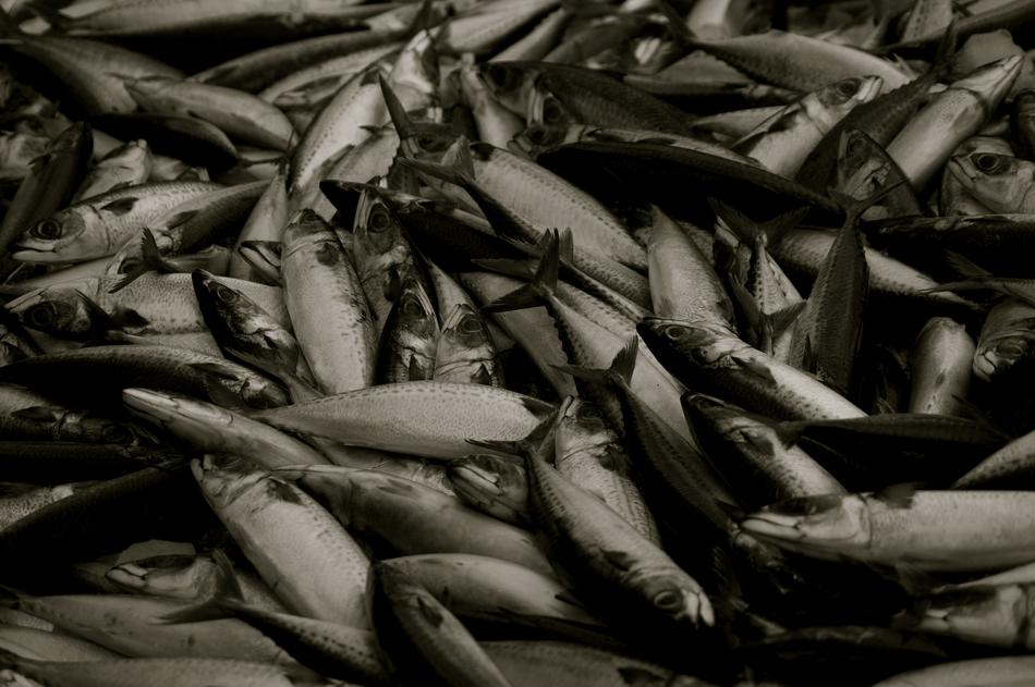Fish Fishing Black And free image download