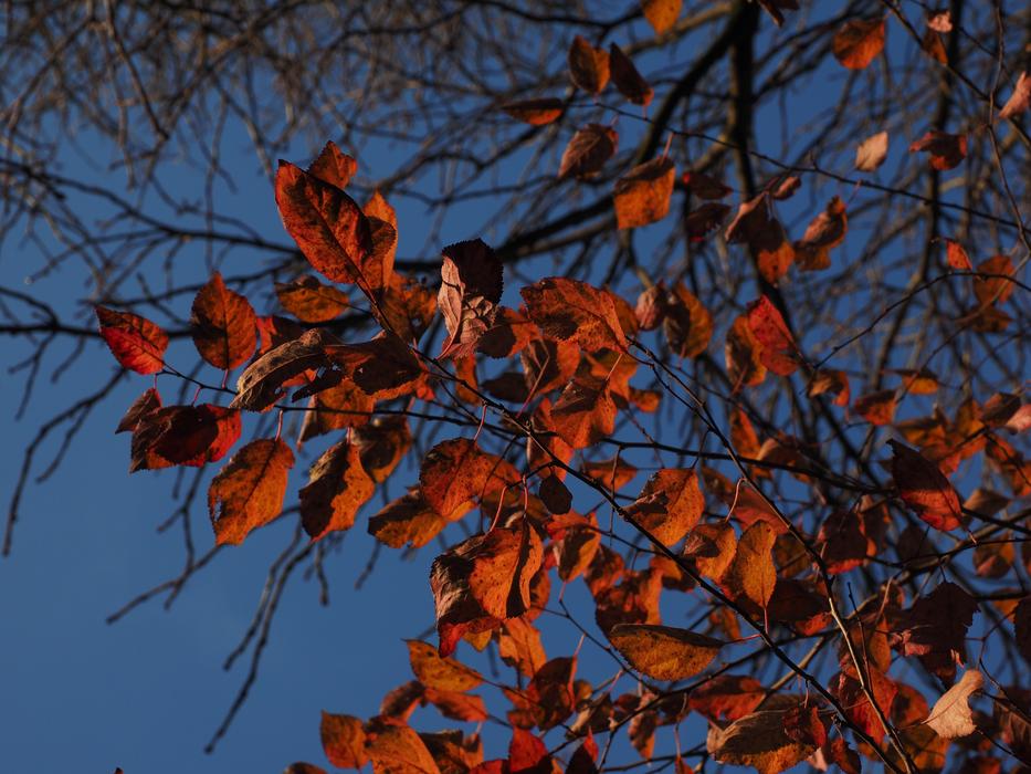 Leaves Autumn Red Blood free image download