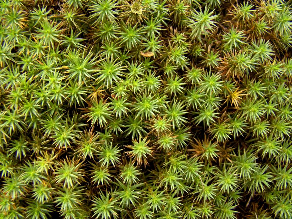 Moss Grass Greens free image download