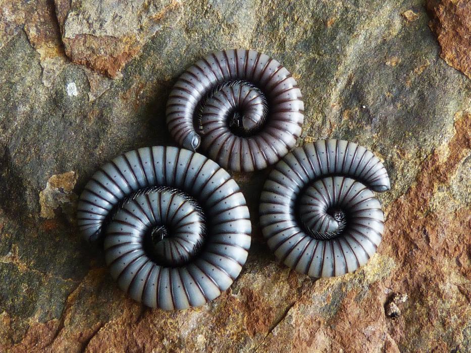 Three Spirostreptus free image download