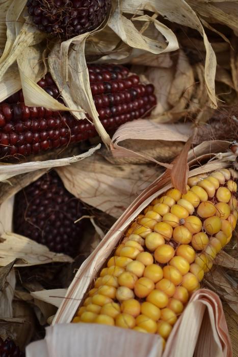 Corn Autumn Fall free image download