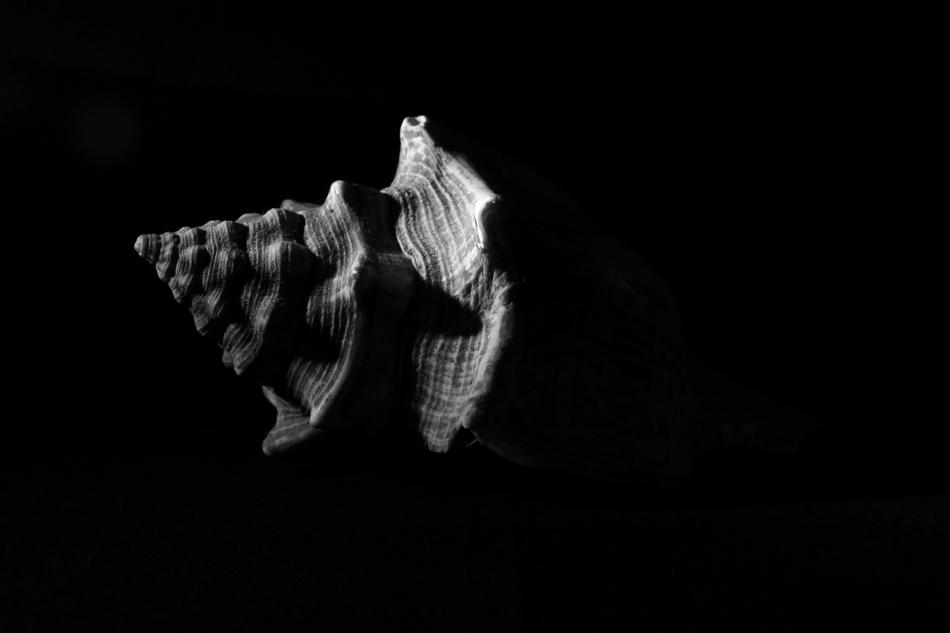Shell Black And White Low Key free image download