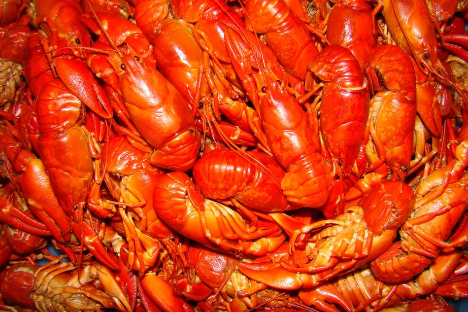 Red Crayfish Party free image download