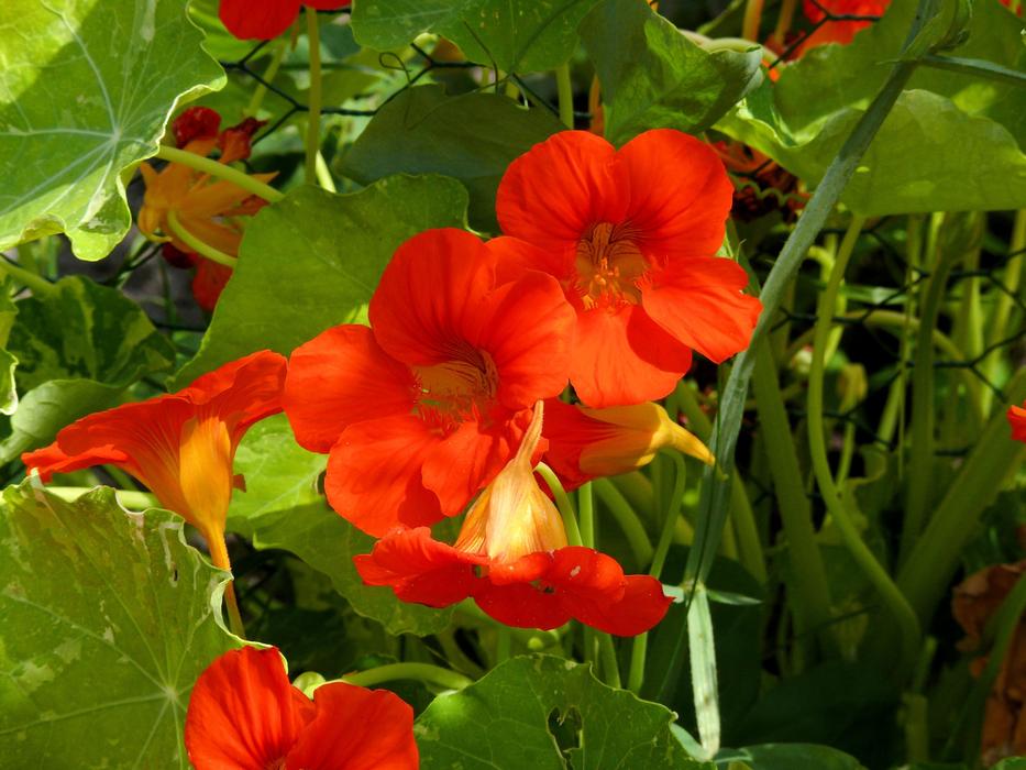 Flower East Indian Cherry Orange free image download