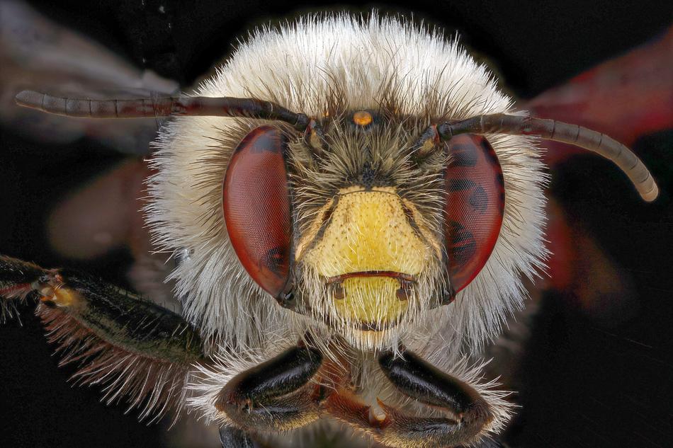 Bee Anthophora Bomboides free image download