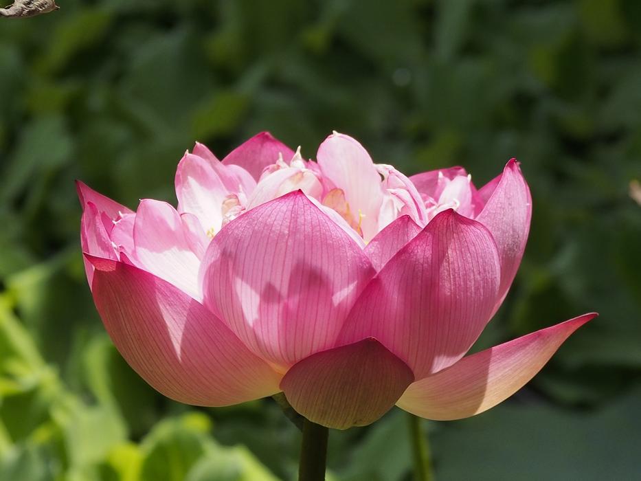 Lotus Compound Flap Pink free image download