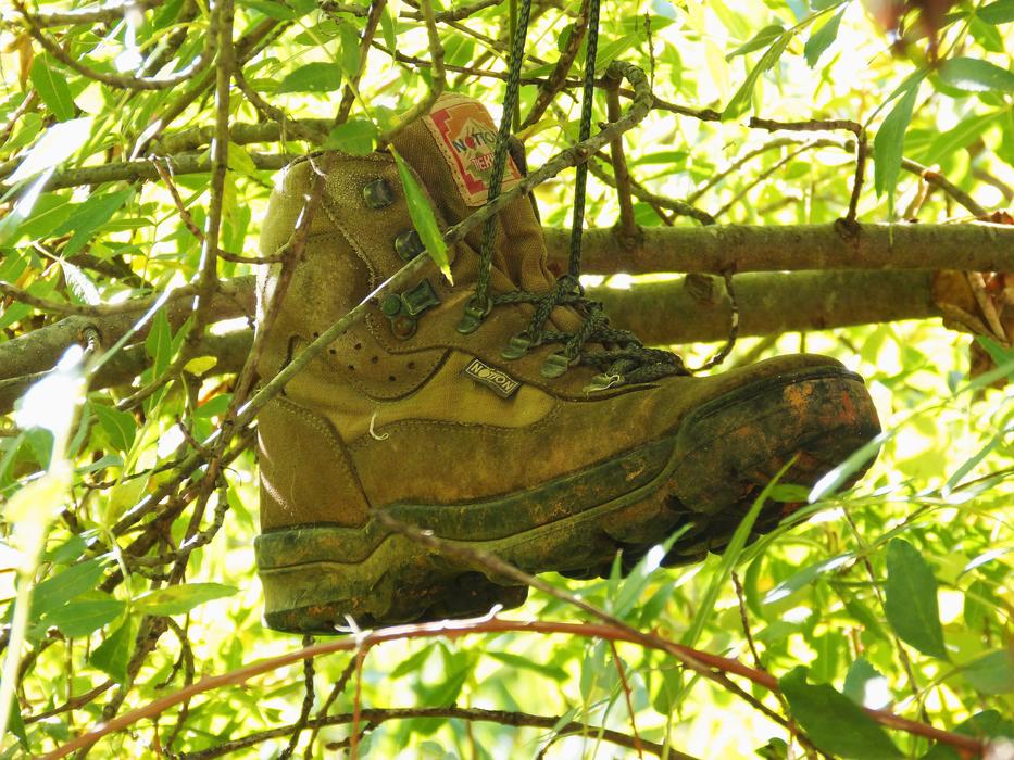 Boot Hiking Tree free image download