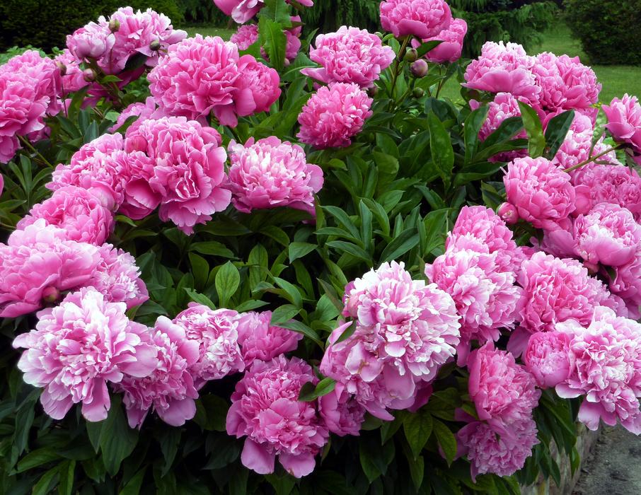 Flowers Peonies Garden free image download
