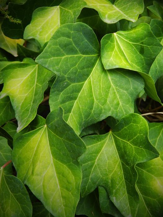 Green Ivy Leaves closeup view free image download