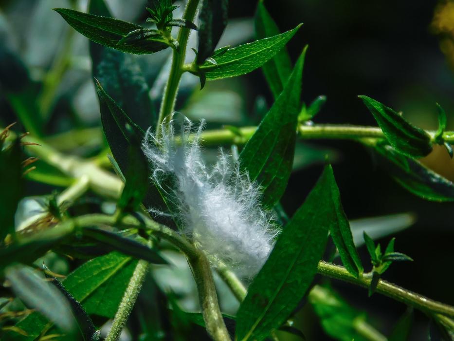 Feather Bush Depend free image download