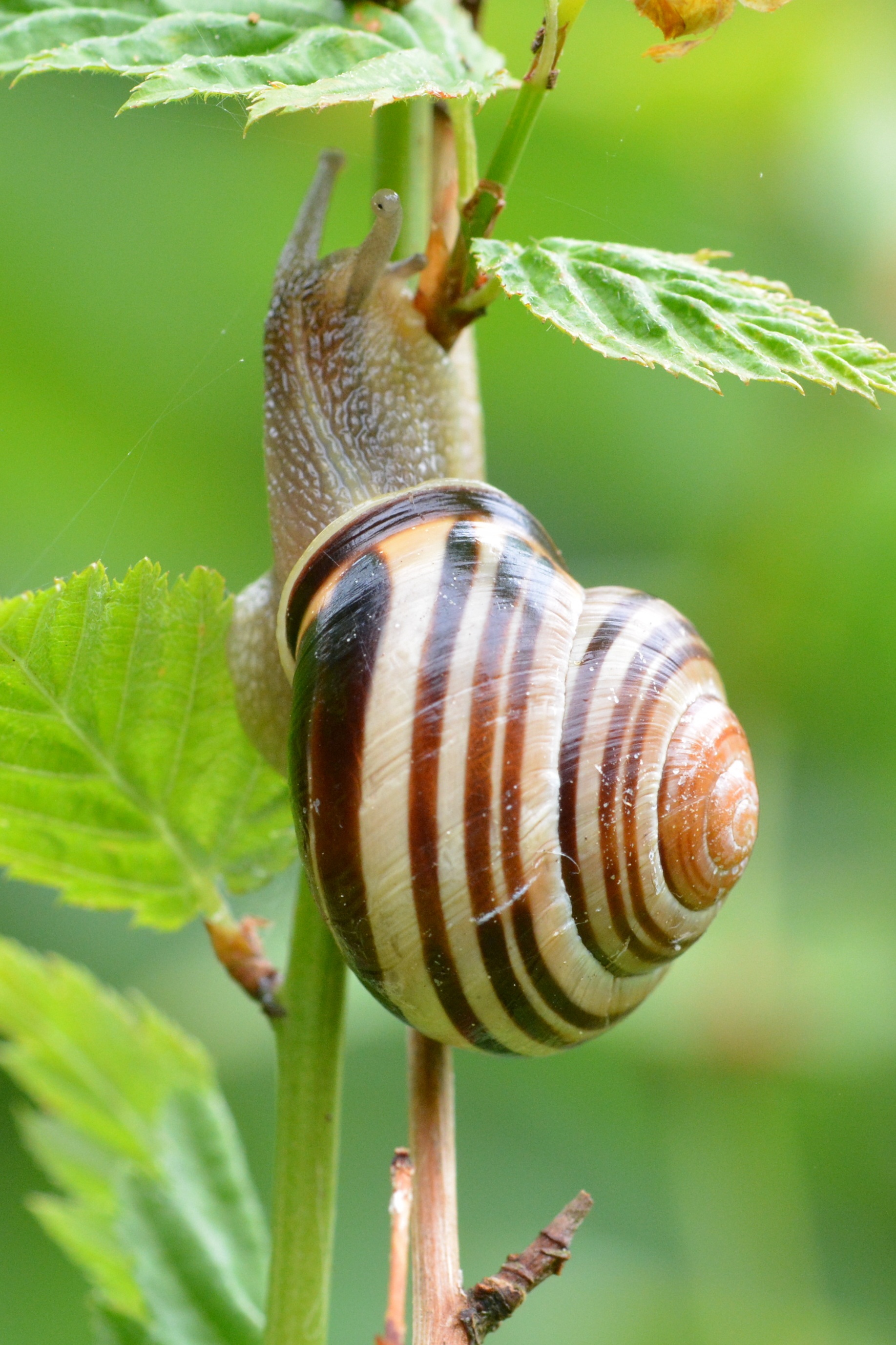 Snail Macro Close Up free image download