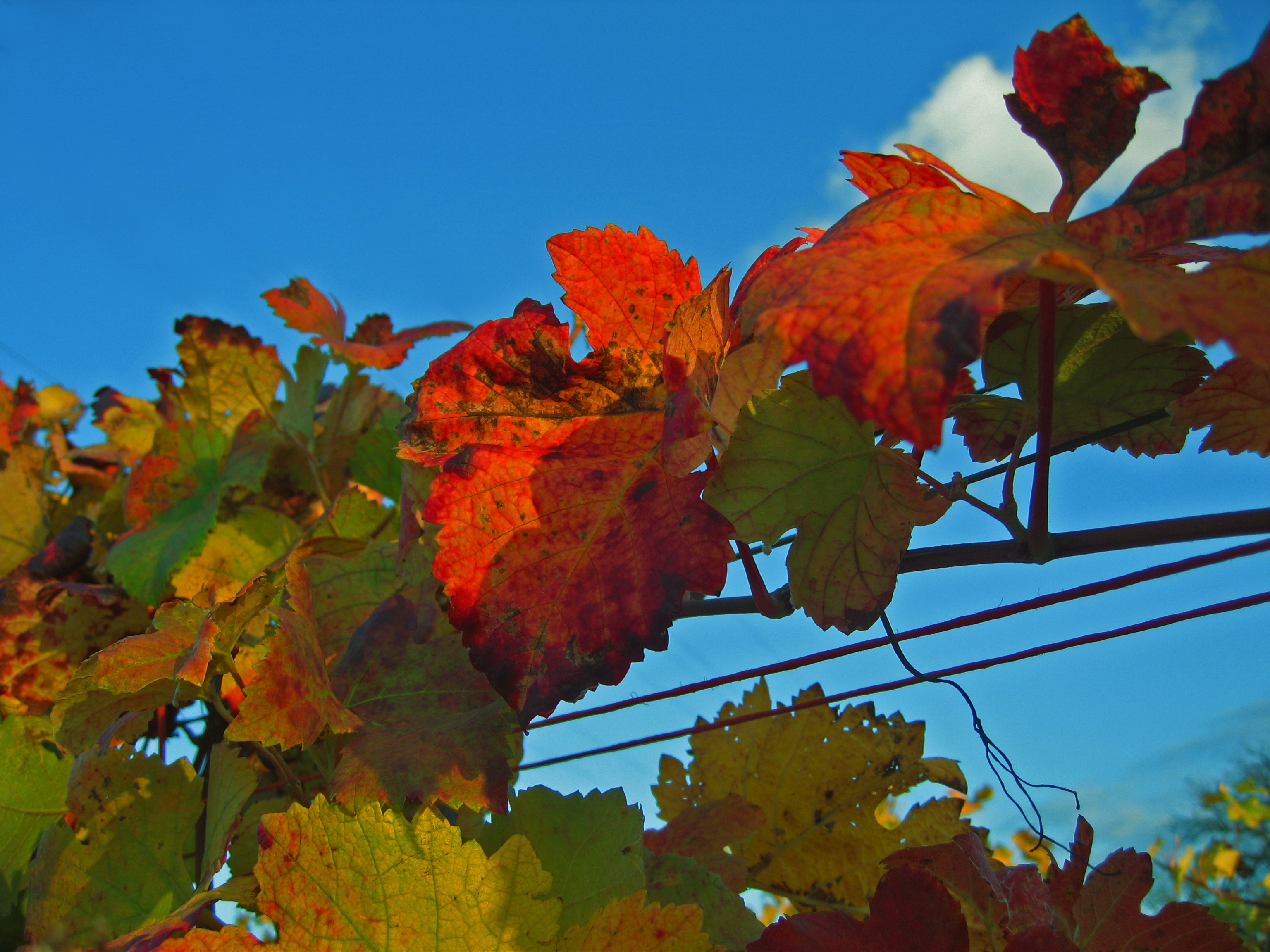 Autumn Vineyard Leaves Fall free image download