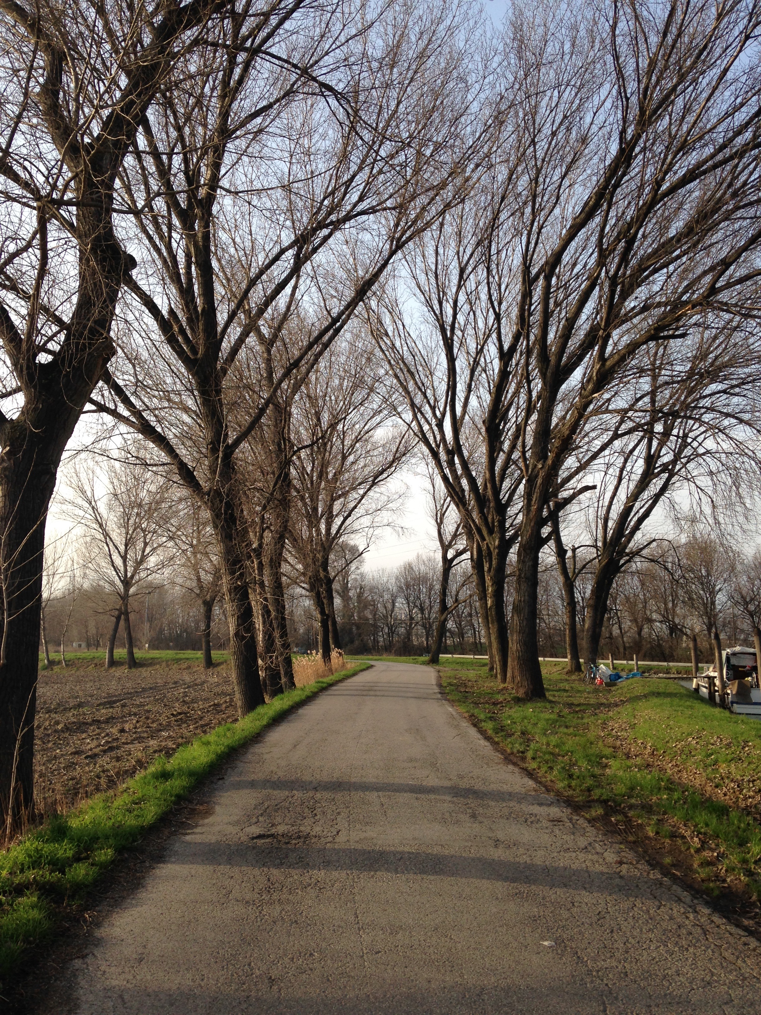 Walk Trees Autumn free image download