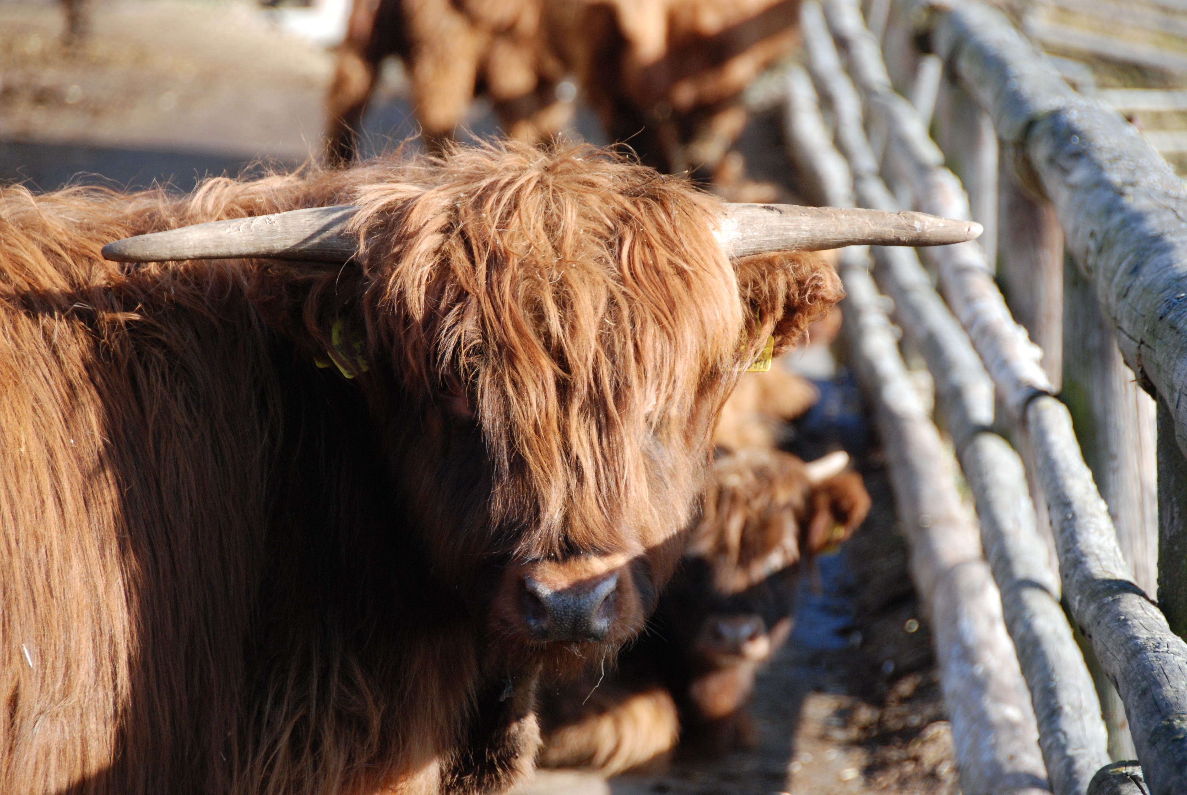 Highland Beef Cow free image download