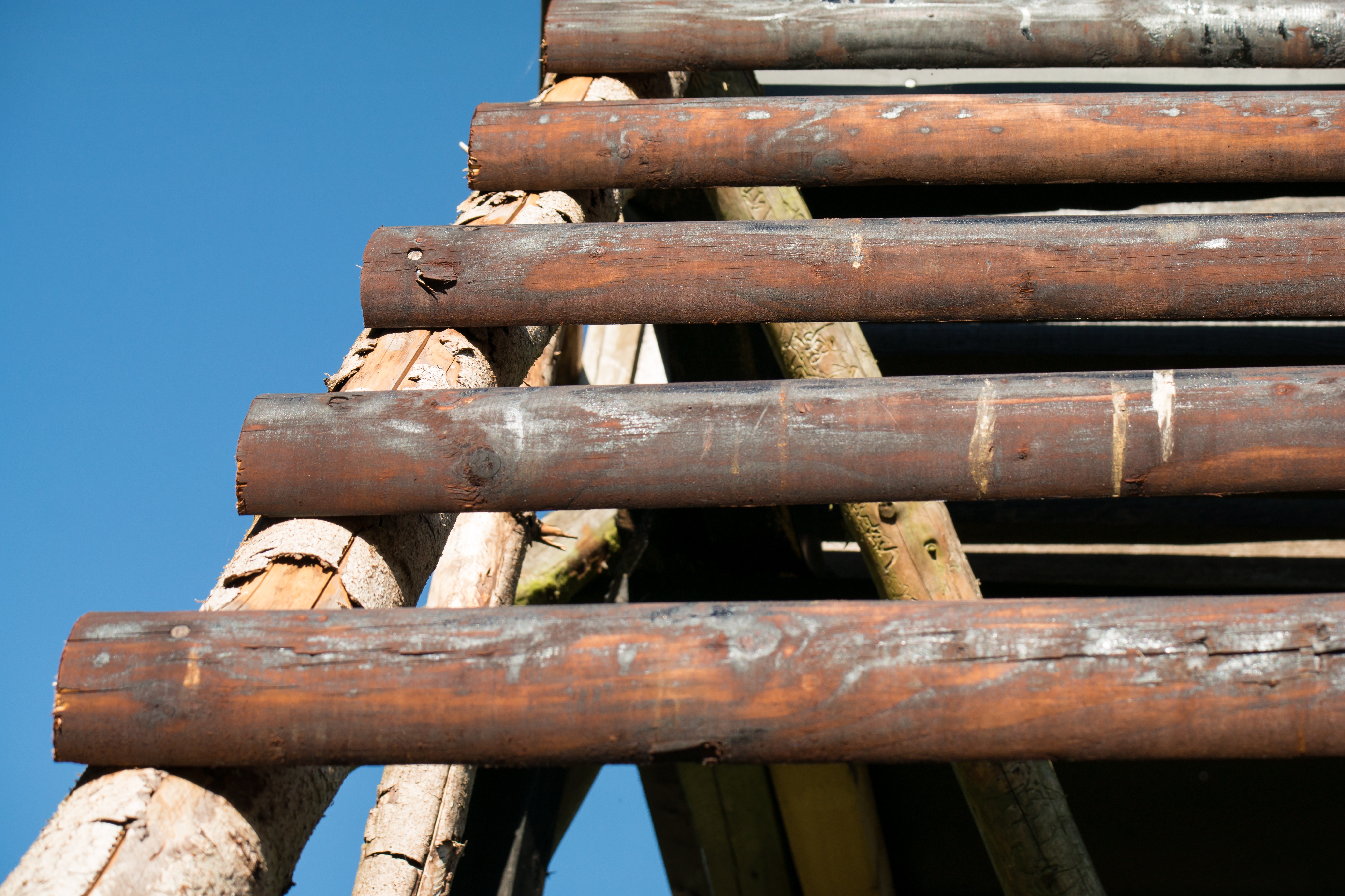 Head Wood Perch Wooden free image download