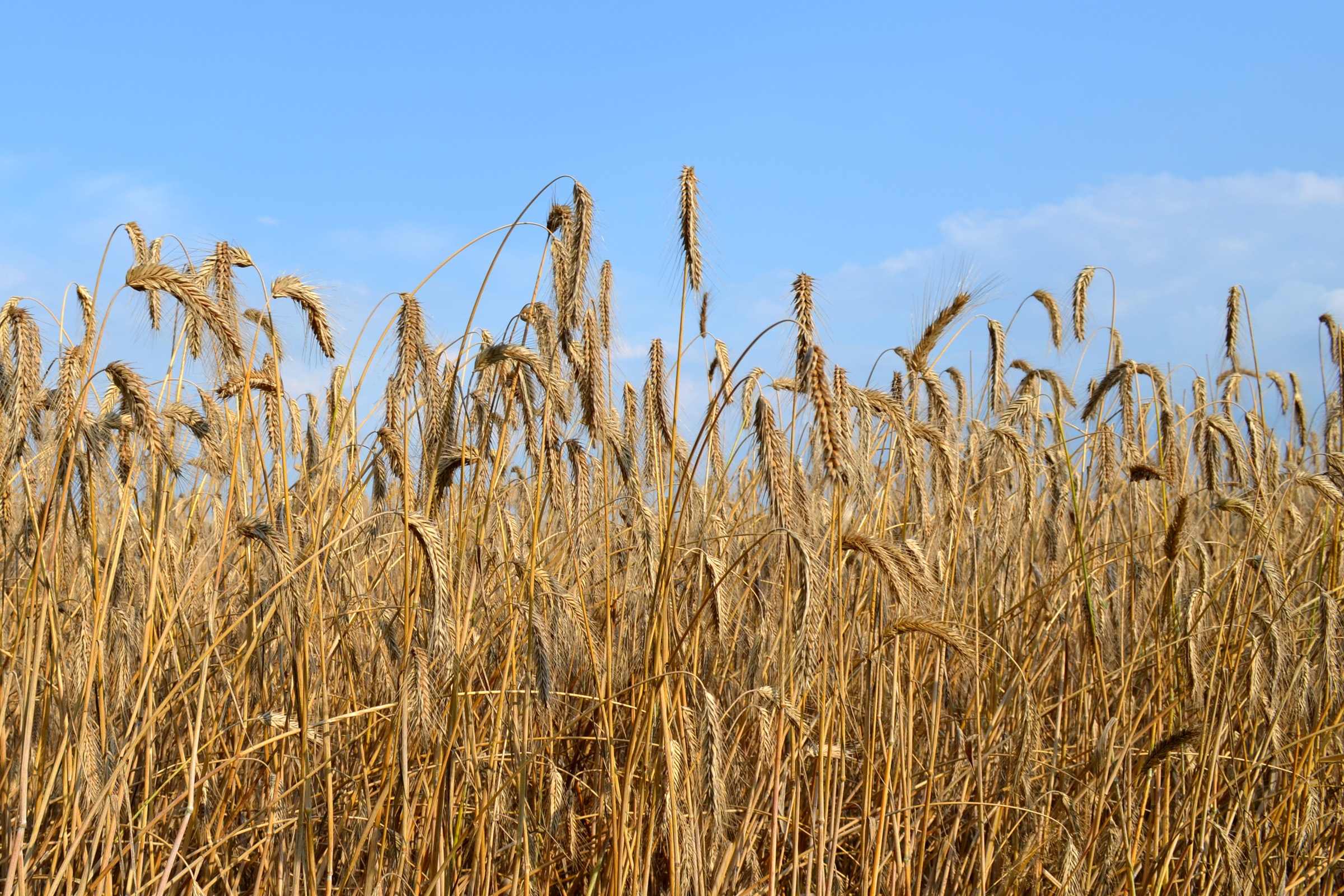 Cereals Spike Summer free image download