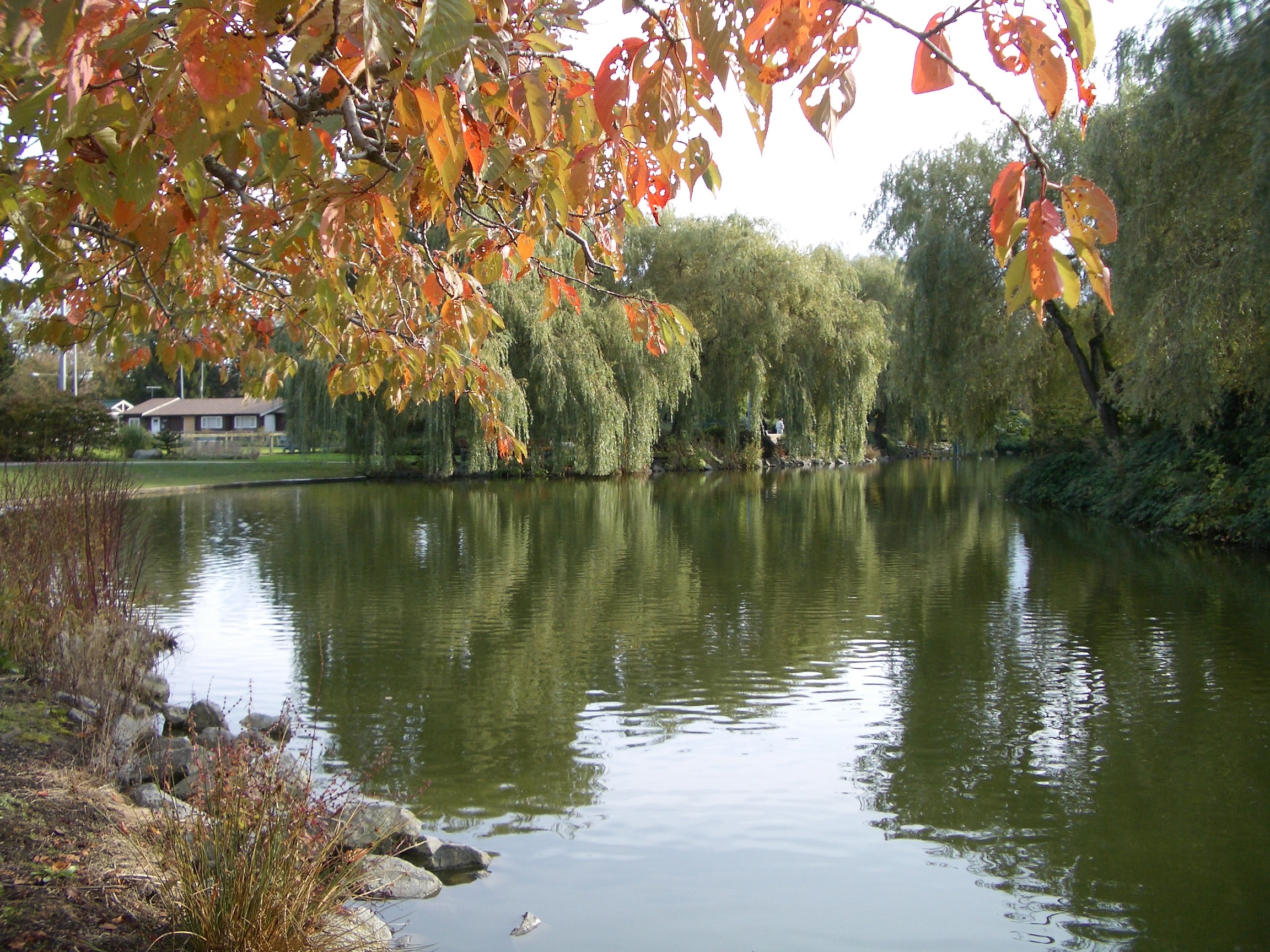 Lake Water Maple Leaf free image download
