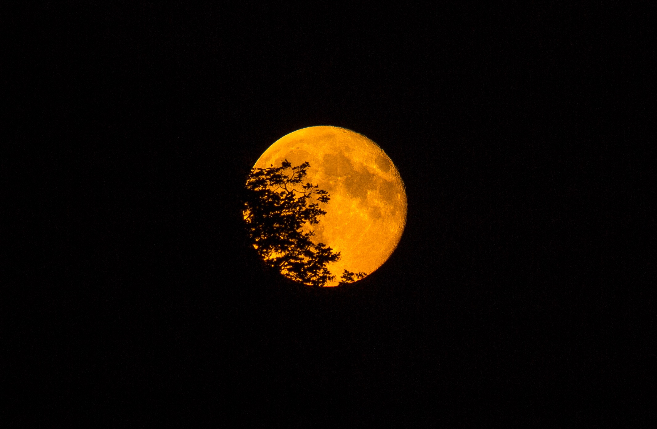 Super Moon Leaves Tree free image download