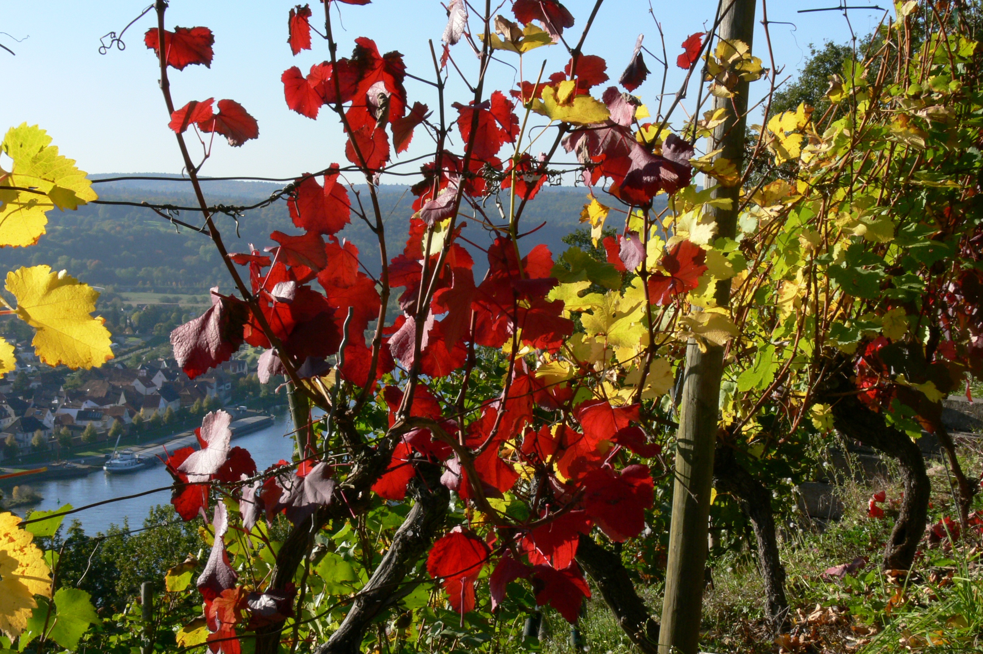 Autumn Colours Vine Leaves Vines free image download