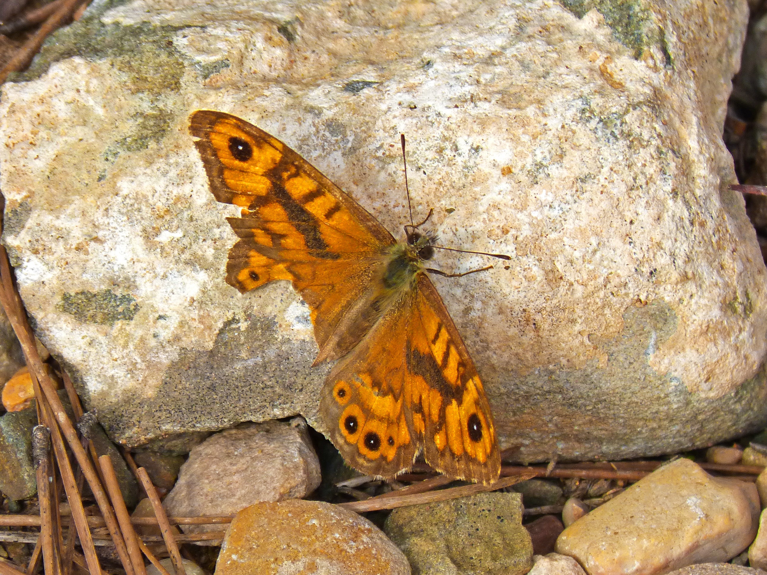 Monarch Butterfly Orange Detail free image download