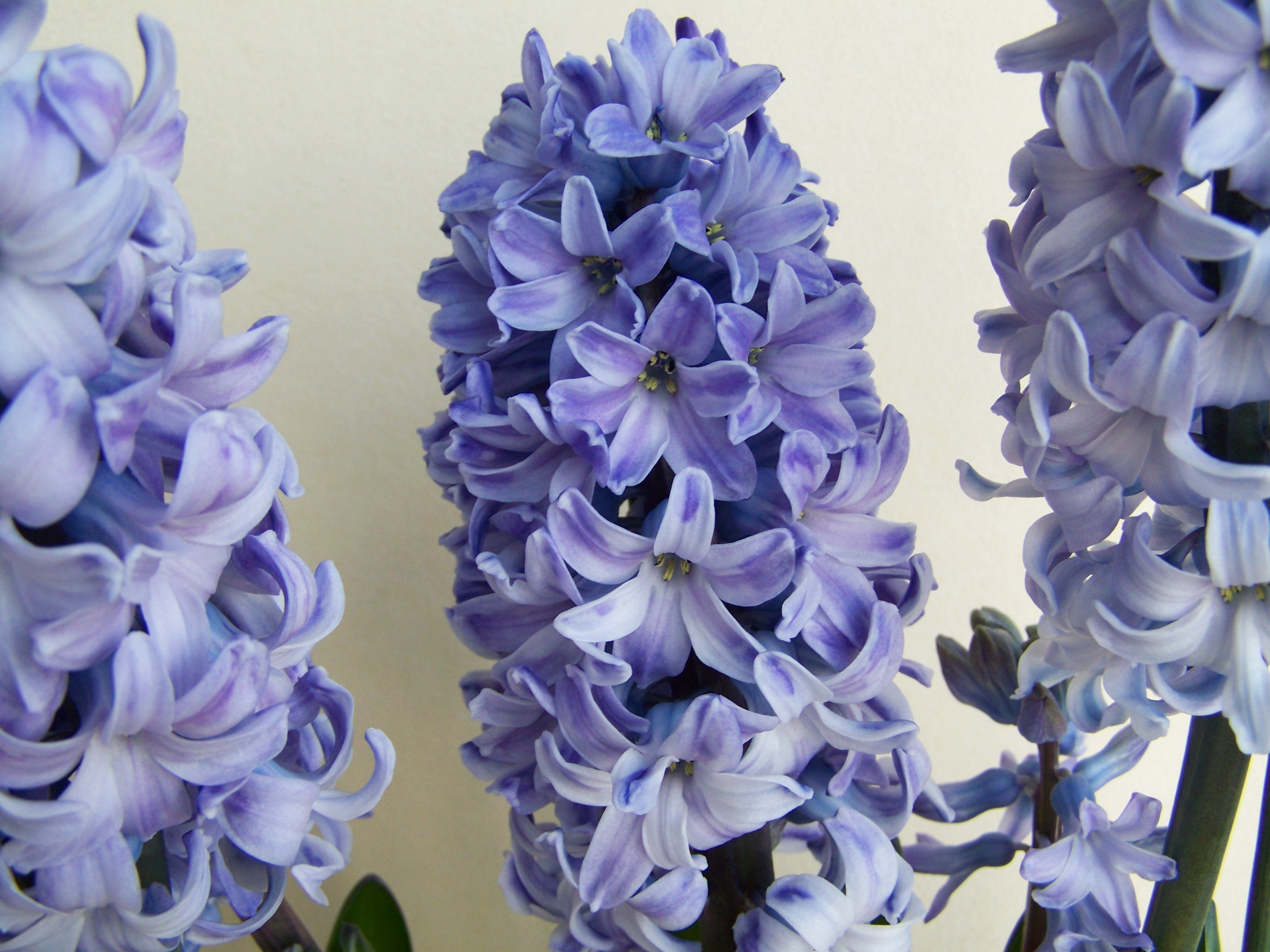 Hyacinth Light Blue Flower Spring free image download