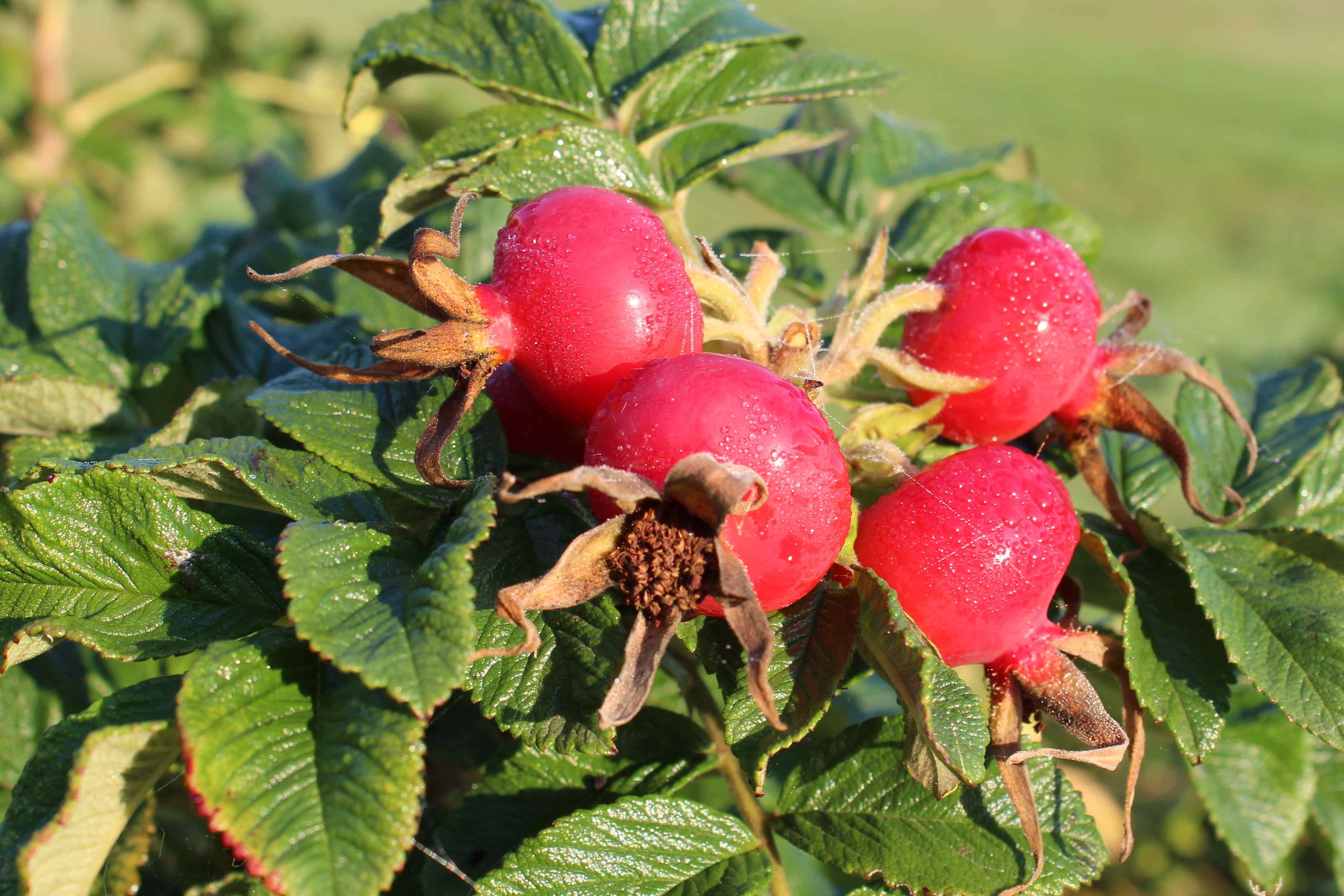 Rose Hip Autumn free image download