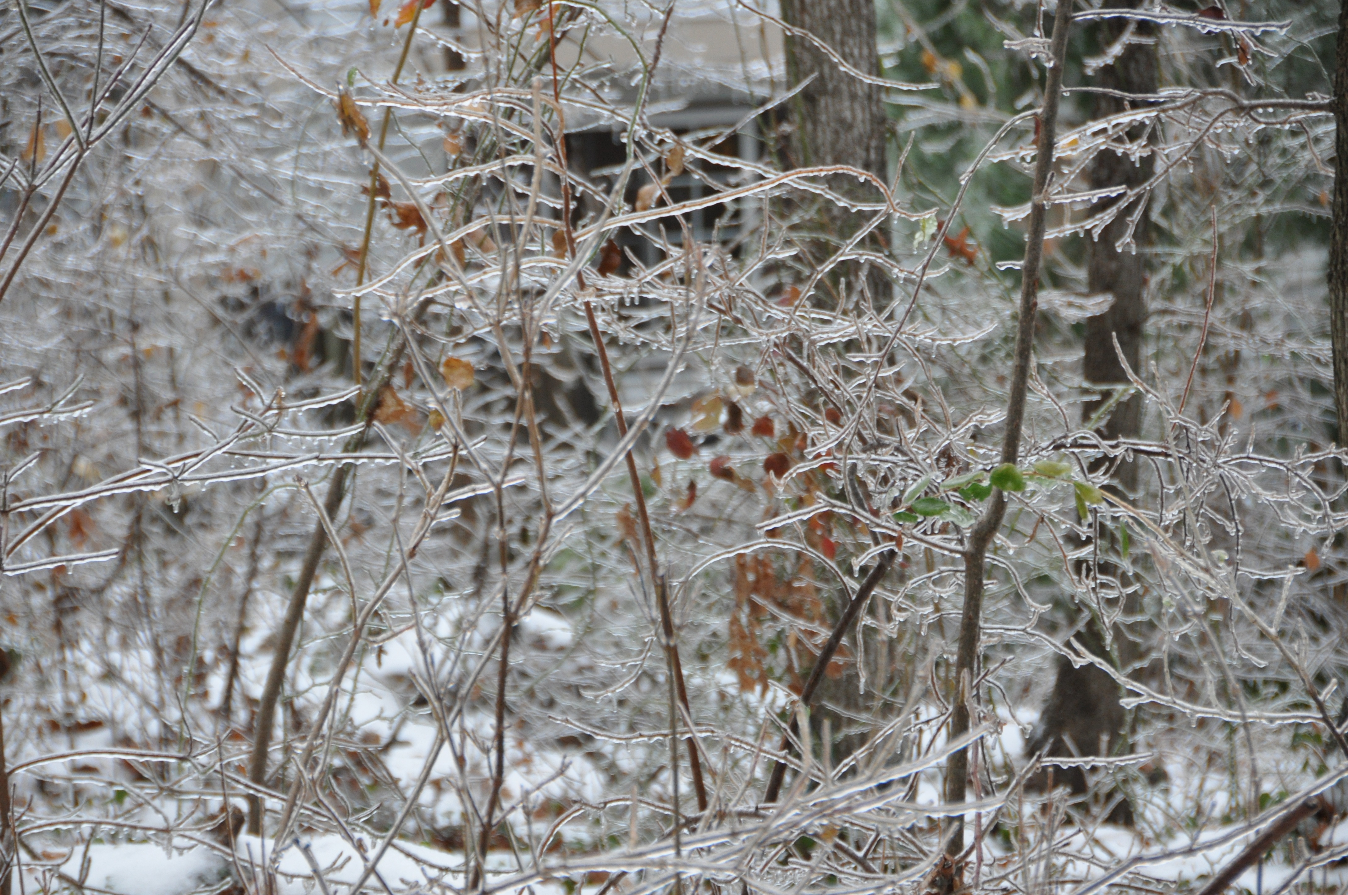 Winter Ice Trees free image download