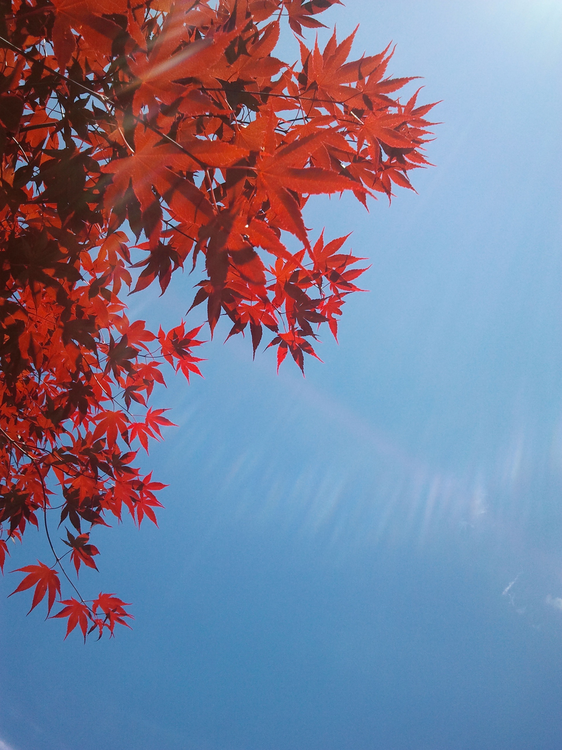 Autumn Red Tree free image download