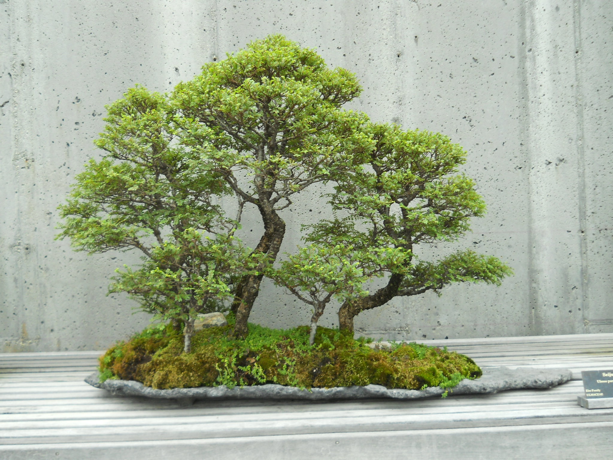 Japan Tree Oriental free image download