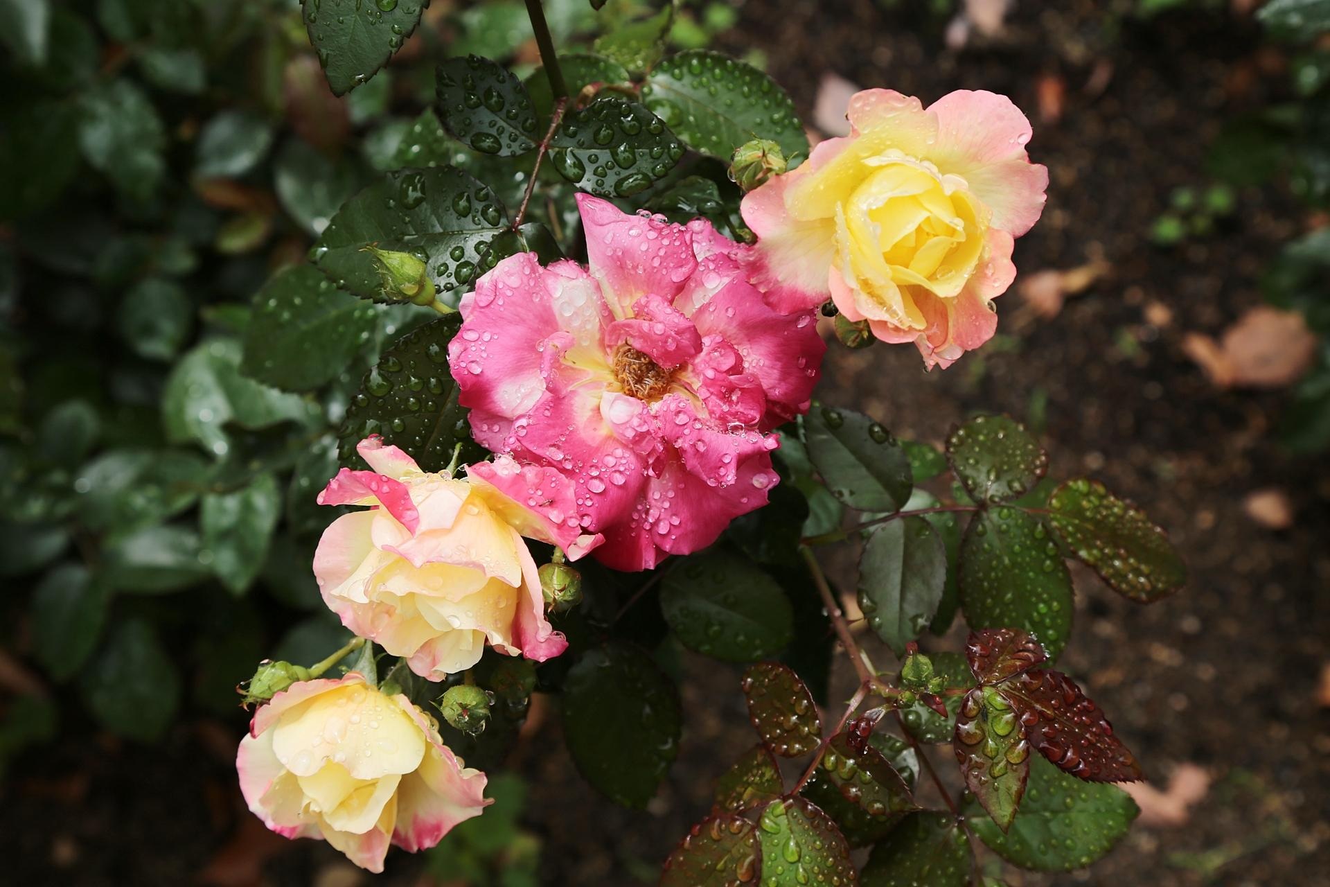 Japan Rose free image download