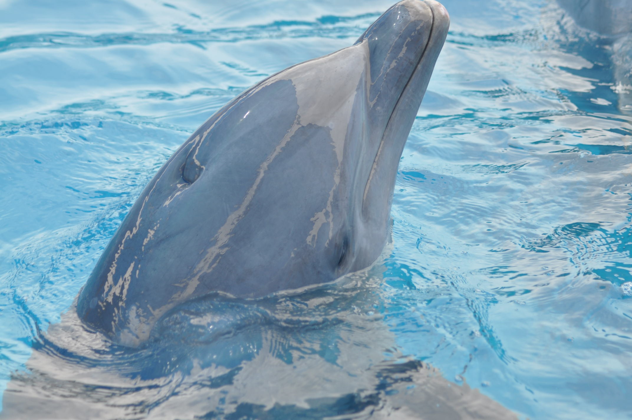 Dolphin Water Blue free image download