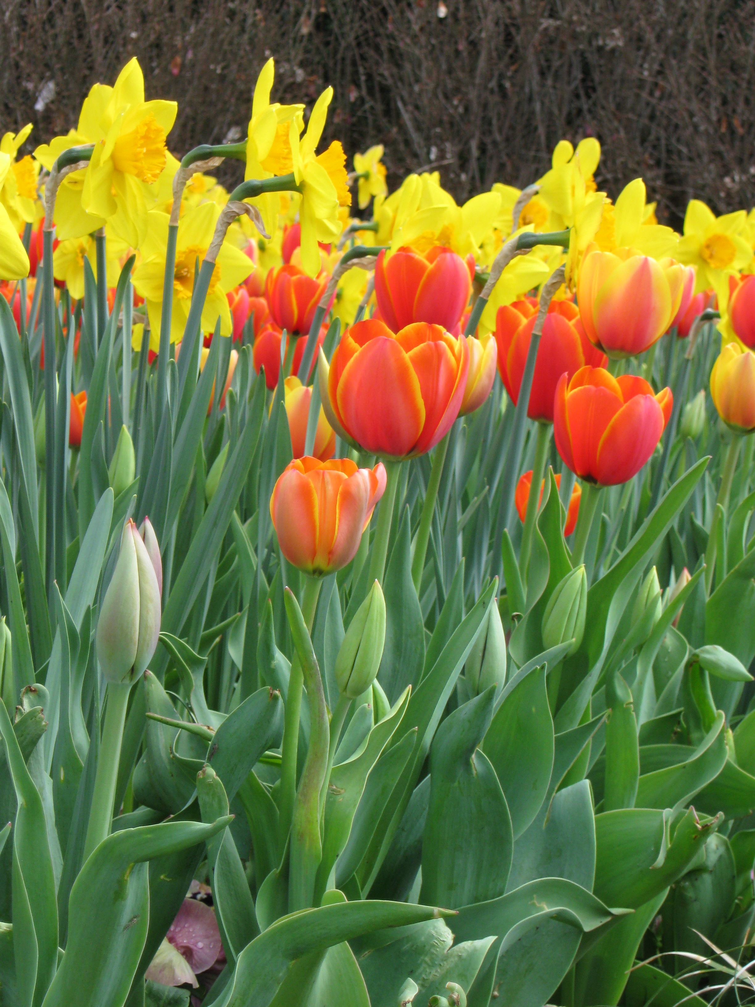 Flowers Tulips Spring free image download