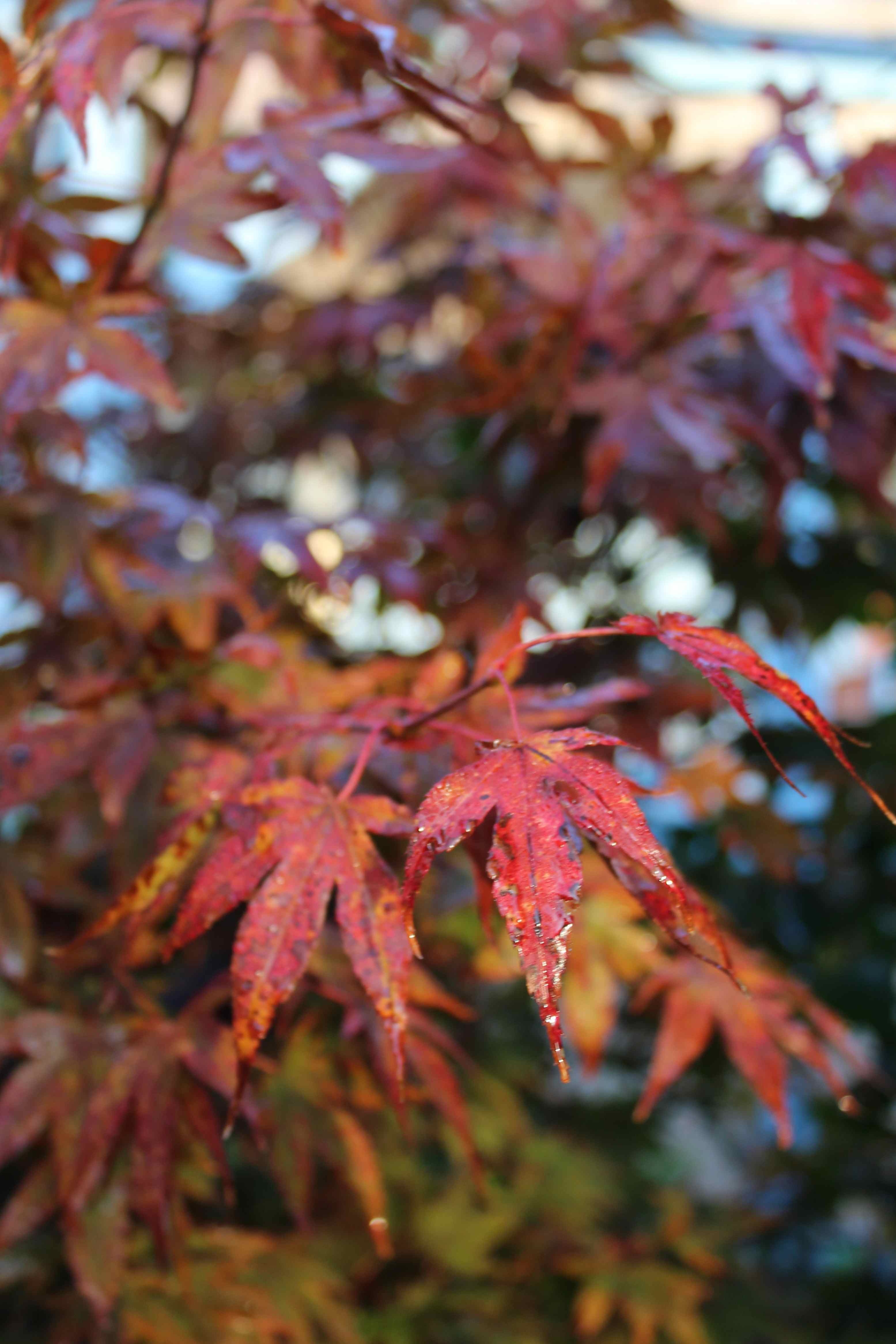 Autumn Maple Red free image download