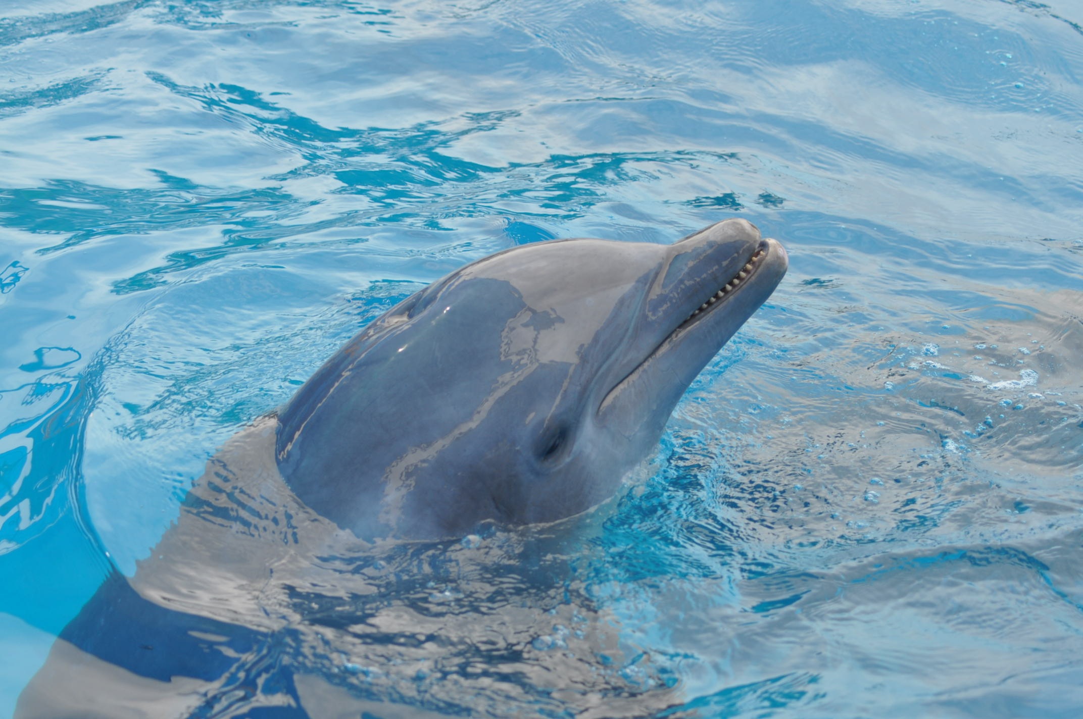 Dolphin Water Blue free image download