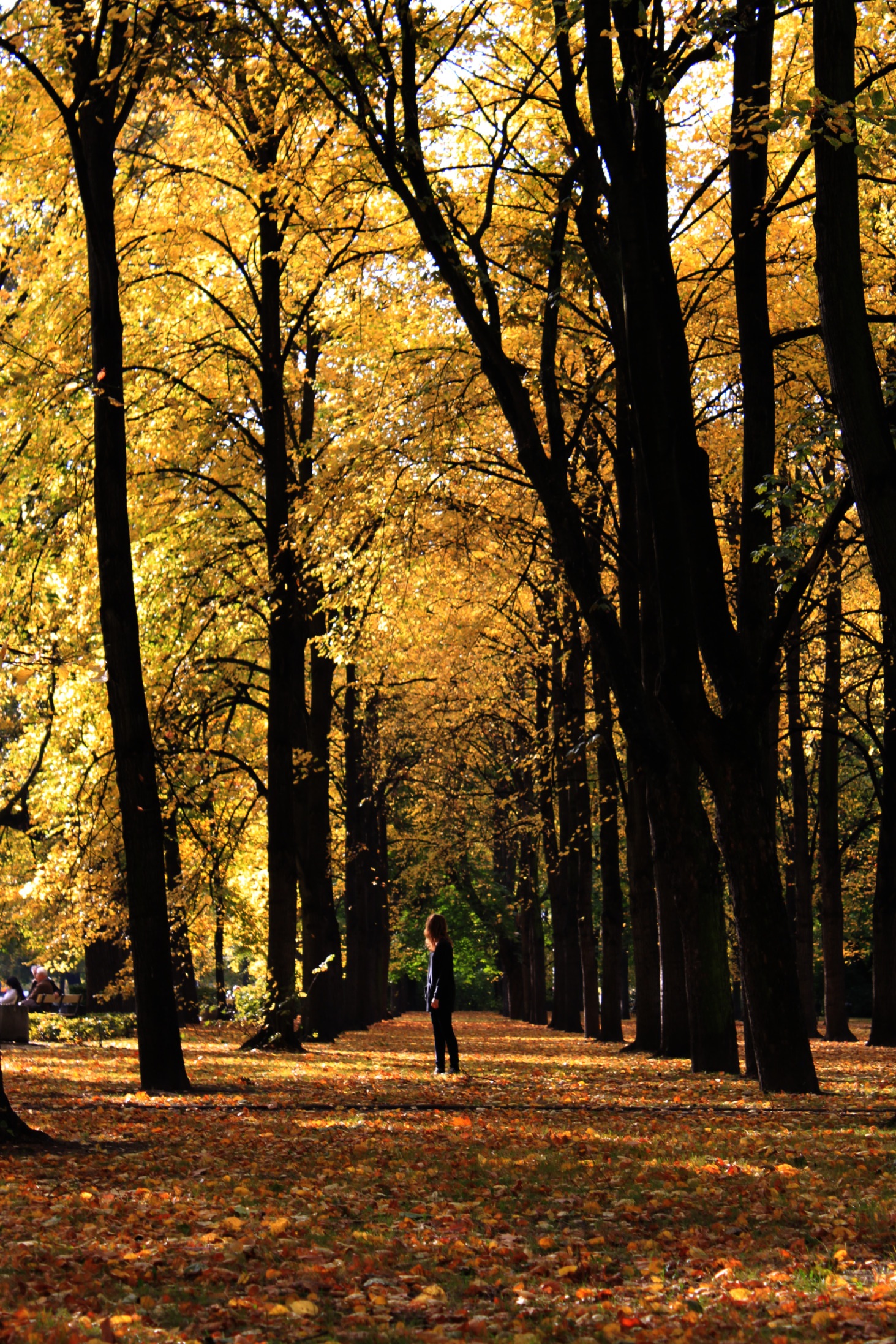 Poland Warsaw Autumn free image download