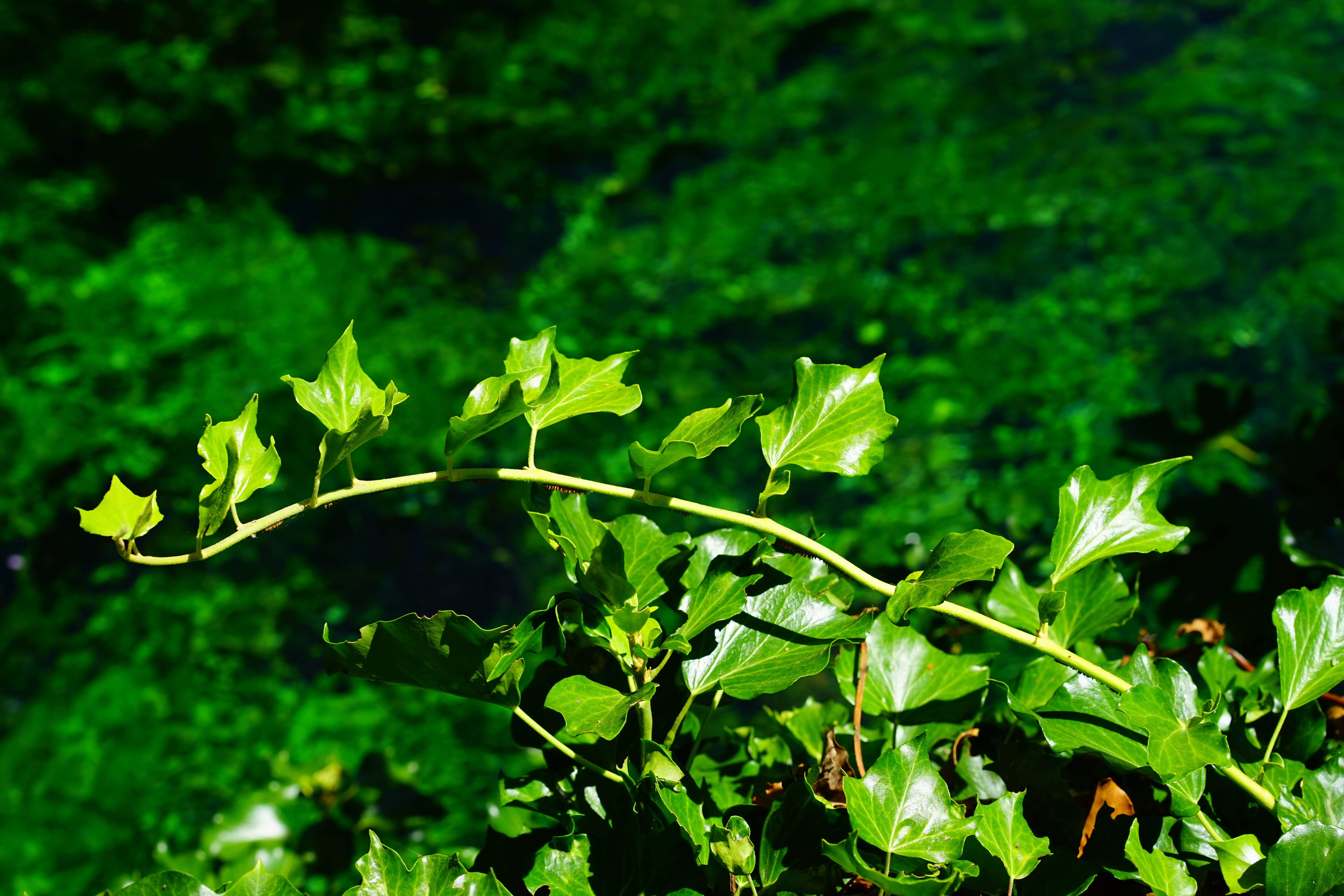 Ivy Branch free image download