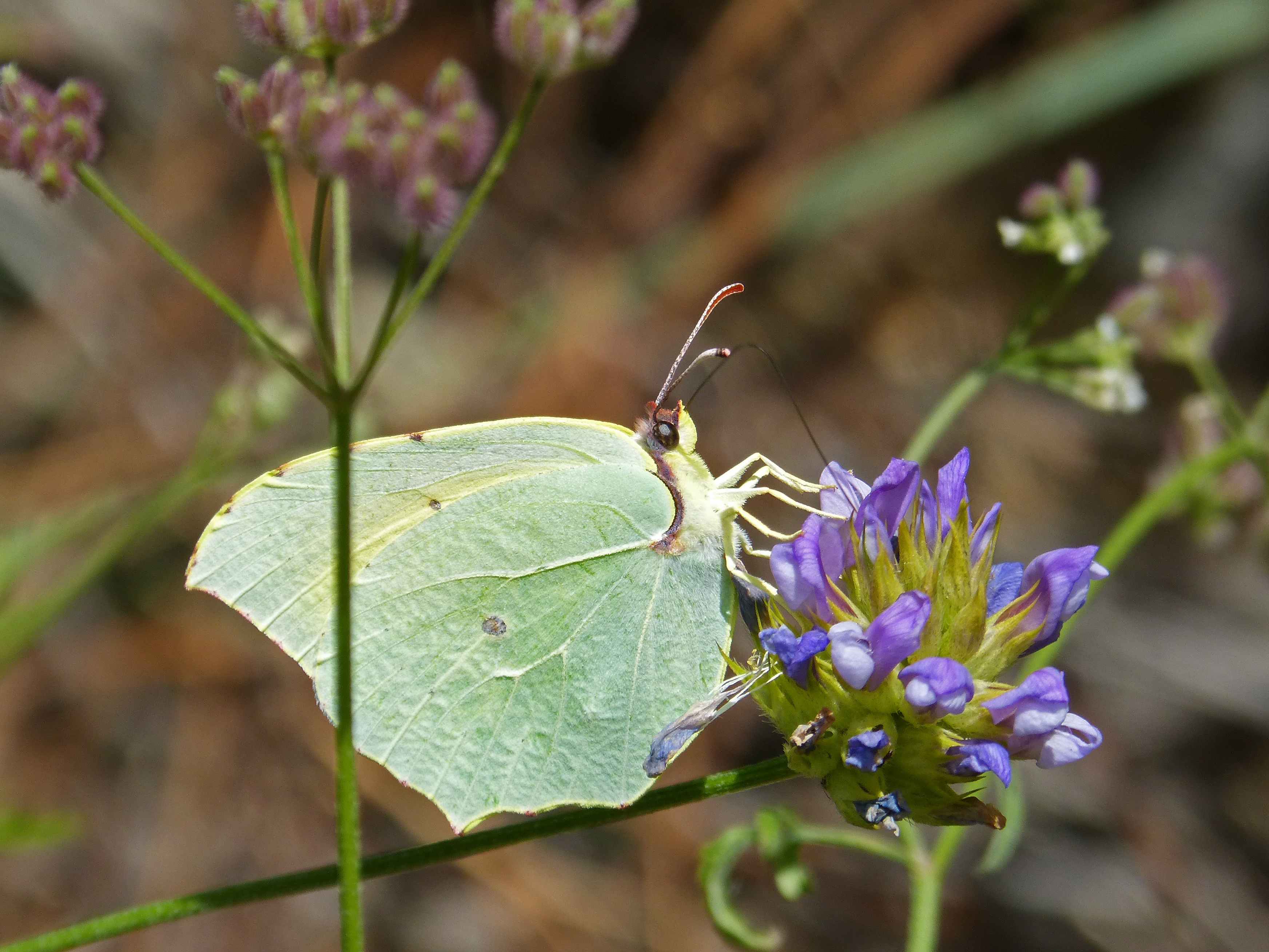 Butterfly Colias Croceus Safranera free image download