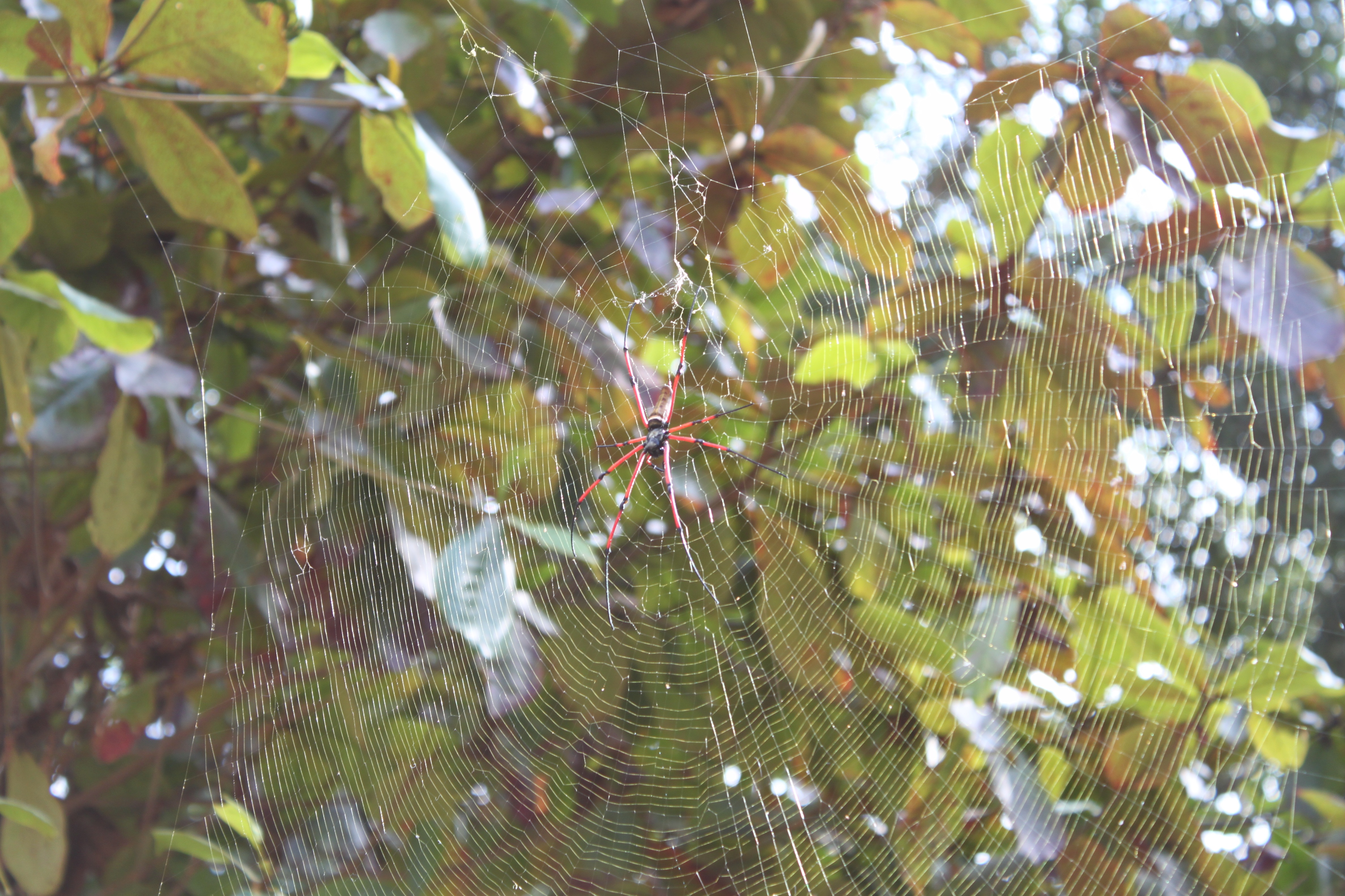 Spider Asia free image download