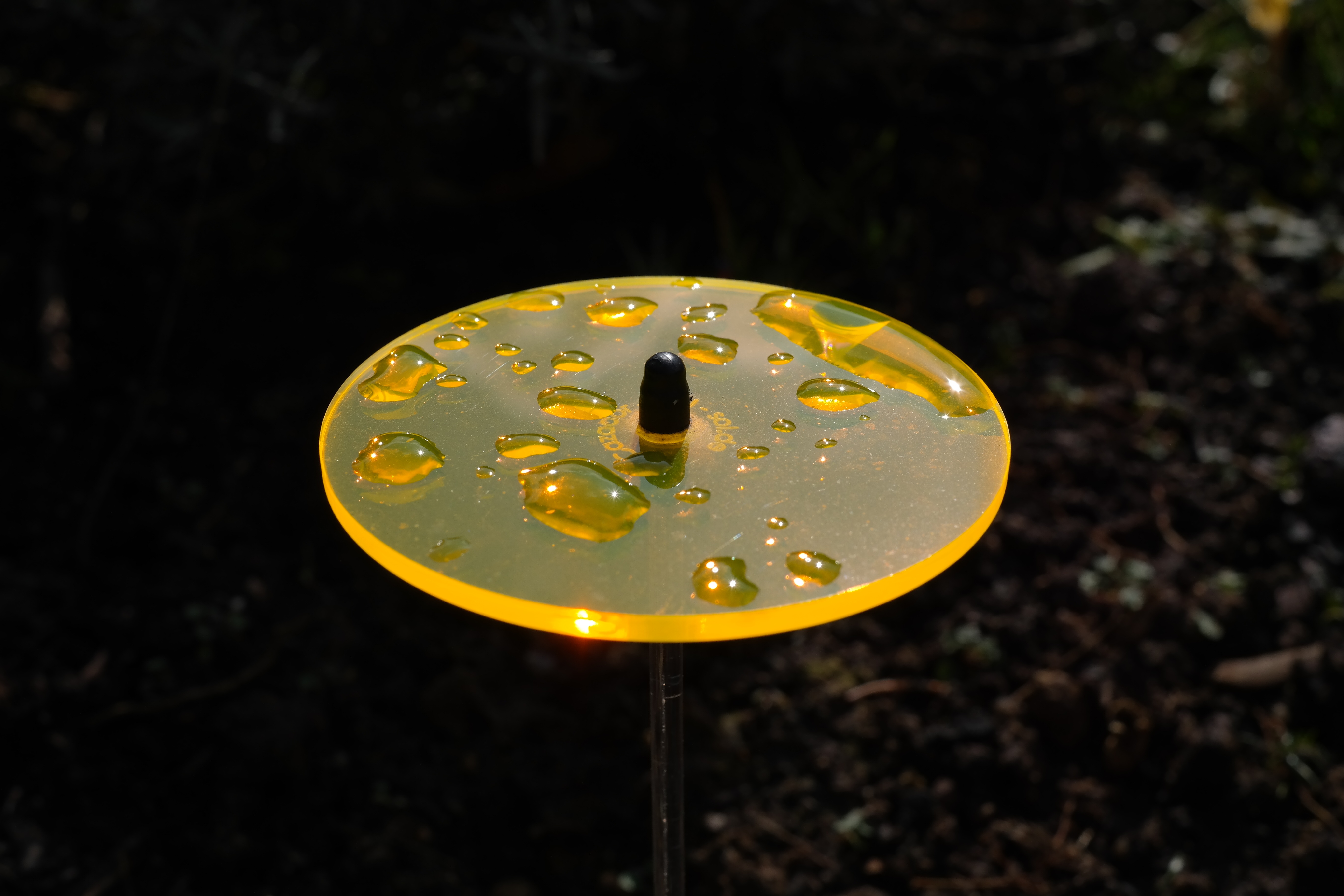 Light Catcher Yellow Neon free image download