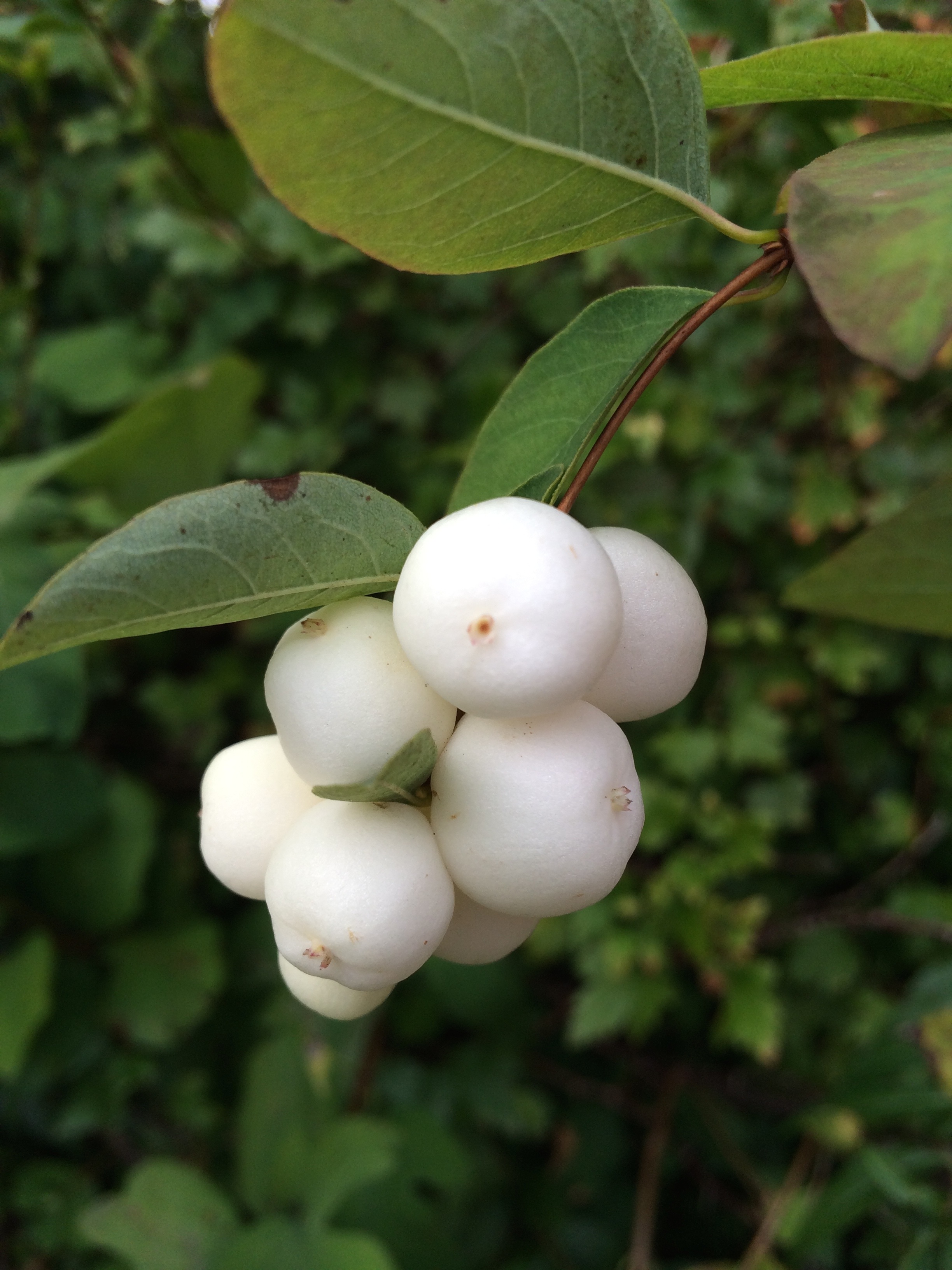White Berry Bush free image download