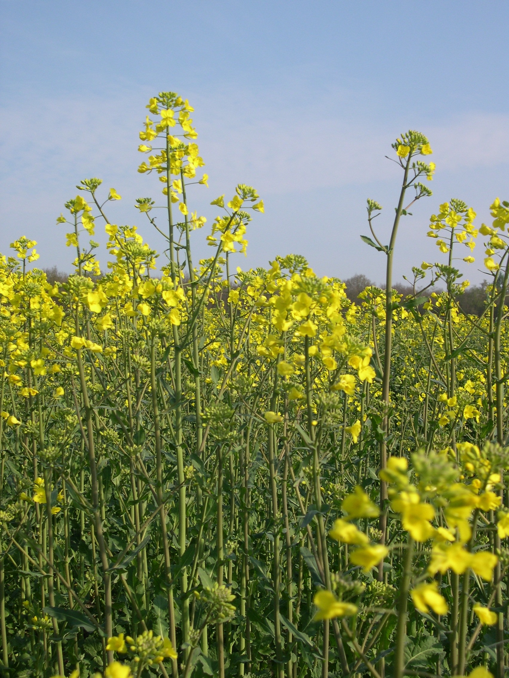 Rapeseed Arable Farming free image download