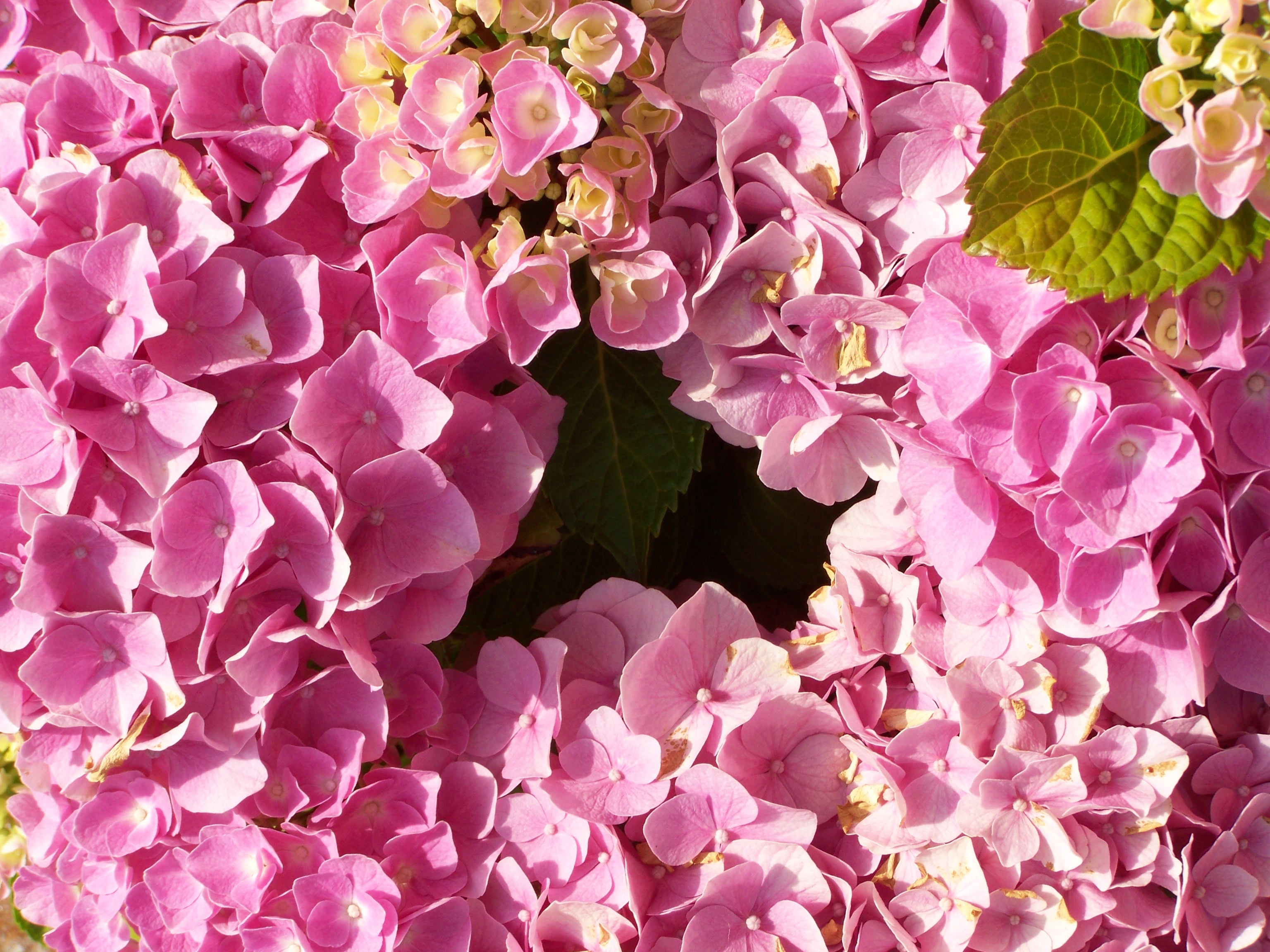 Hydrangea Pink Flower Garden free image download