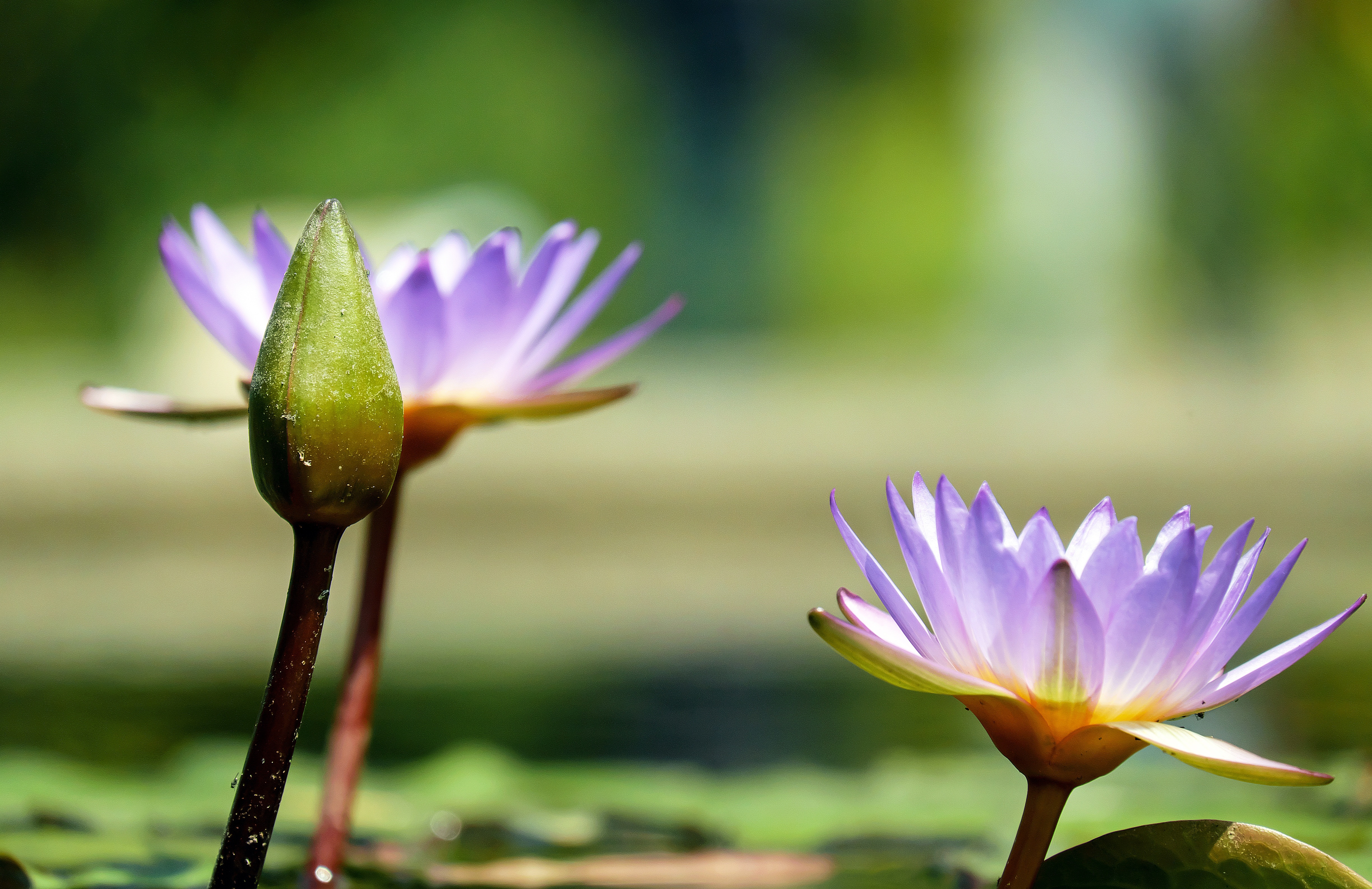 Water Lily Bud Green free image download