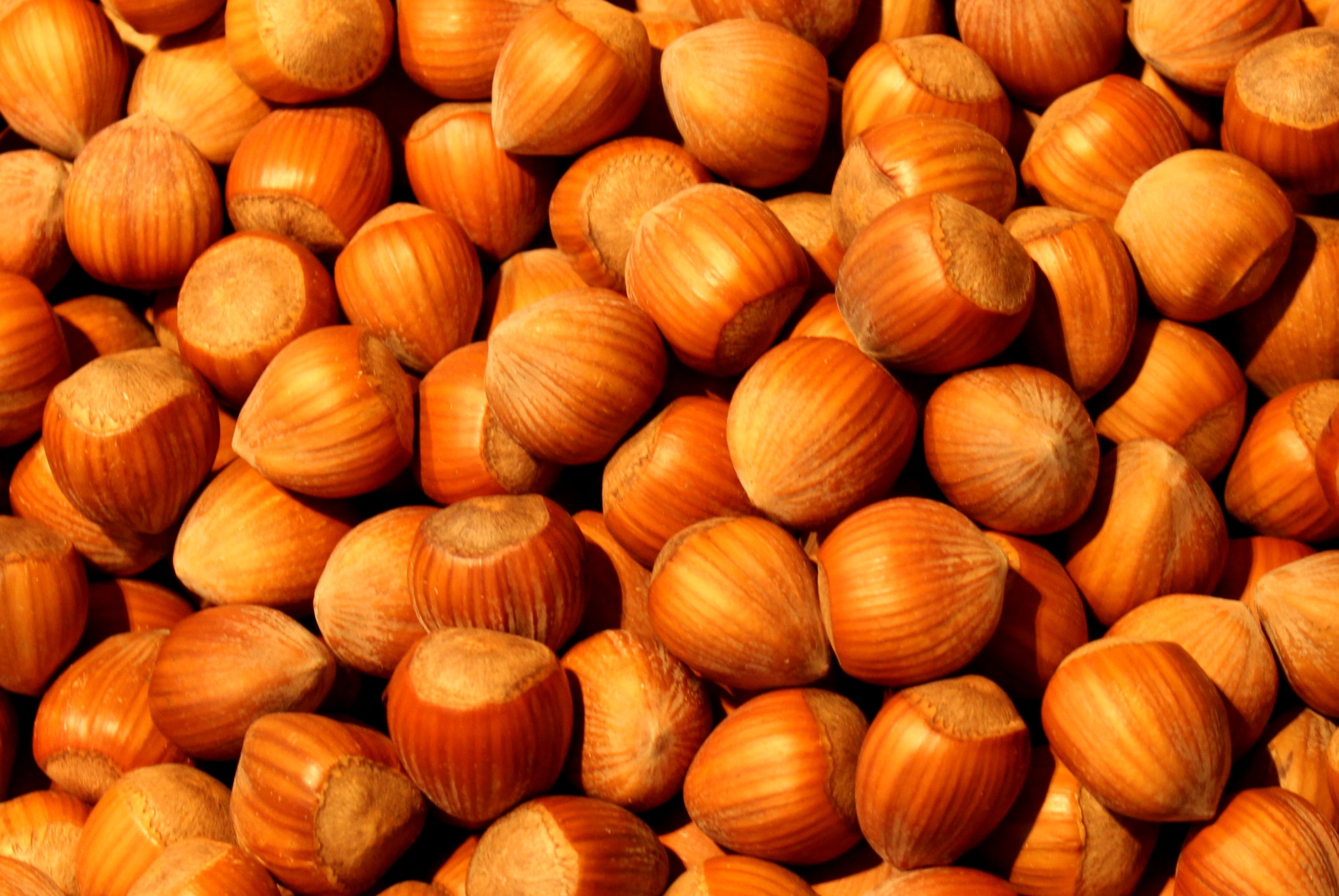 Hazelnuts Hazelnut free image download